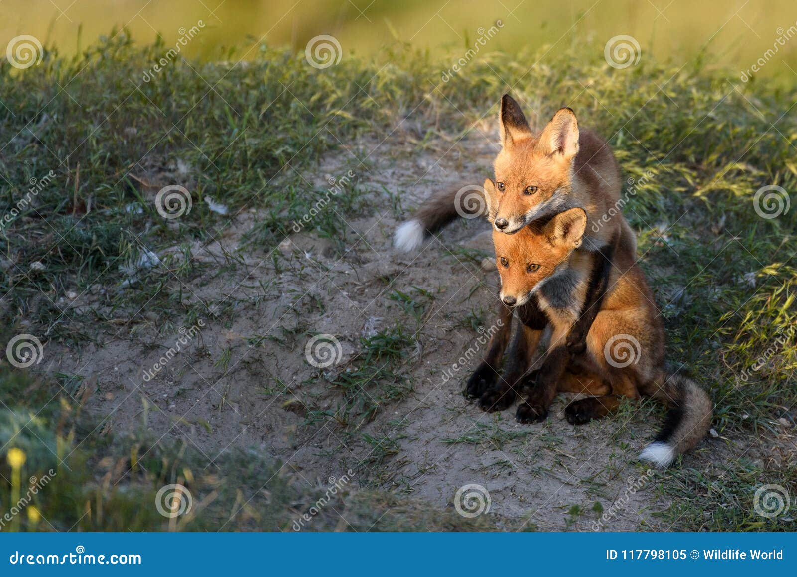 Two Little Red Fox Playing Near Their Burrows Stock Image - Image of ...