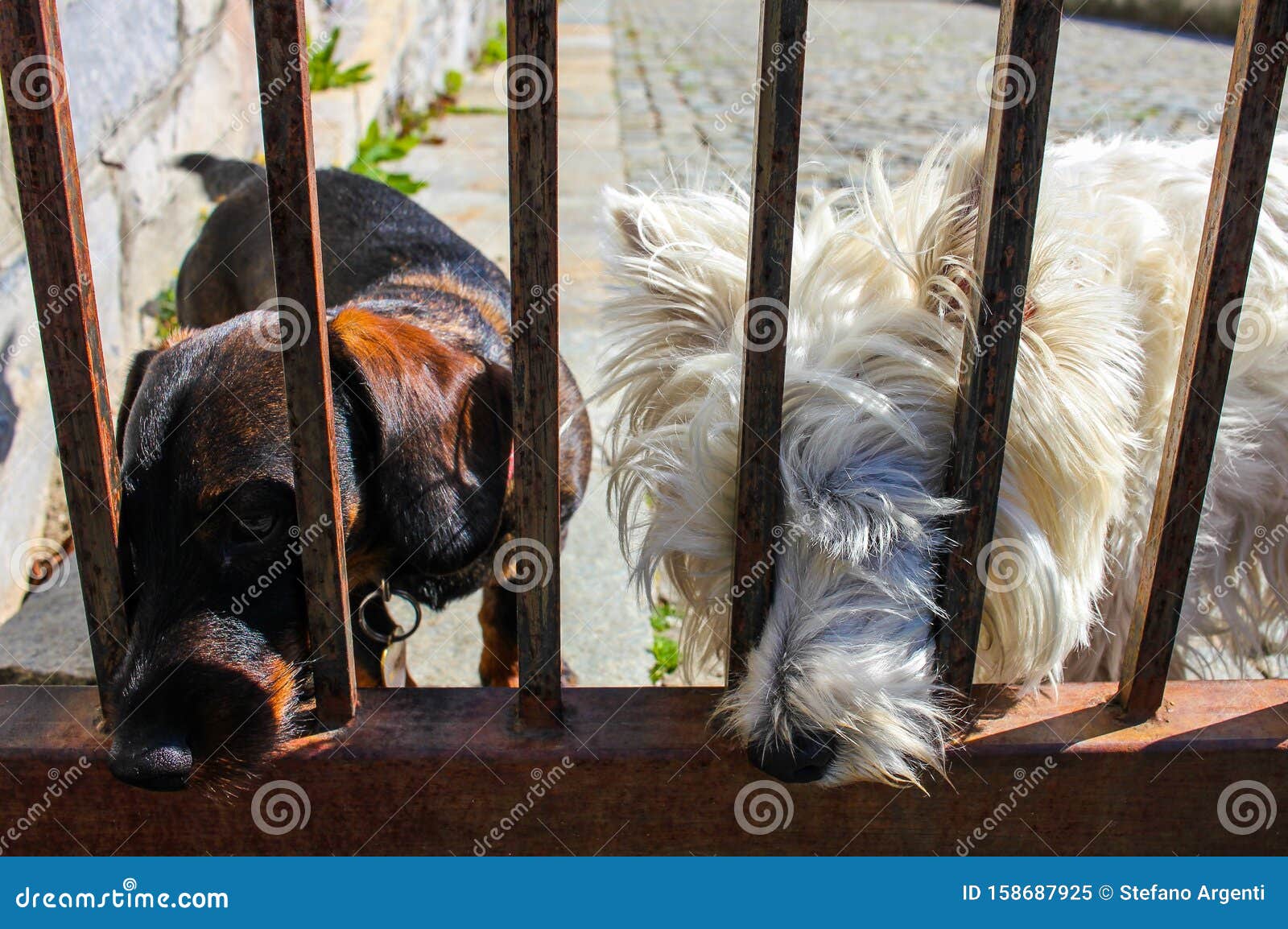 Two Dogs Behind a Rugged Gate Stock Image - Image of domestic, dogs ...