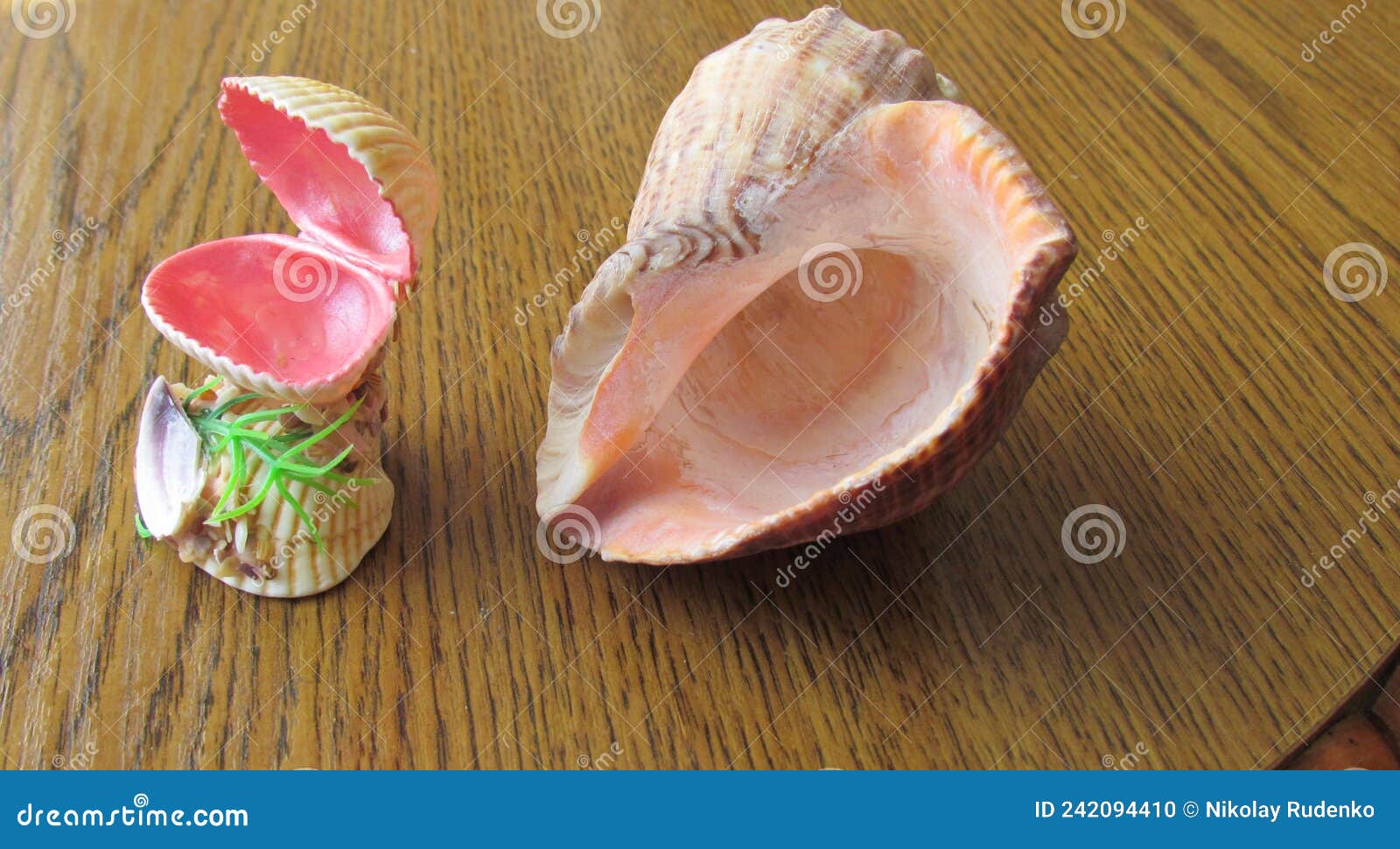 Two Little Sea Shells of Different Size Stock Photo - Image of table ...