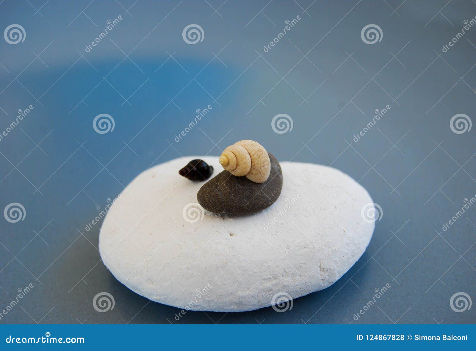 Shells and Stones in a Beach Composition Stock Photo - Image of mollusc ...