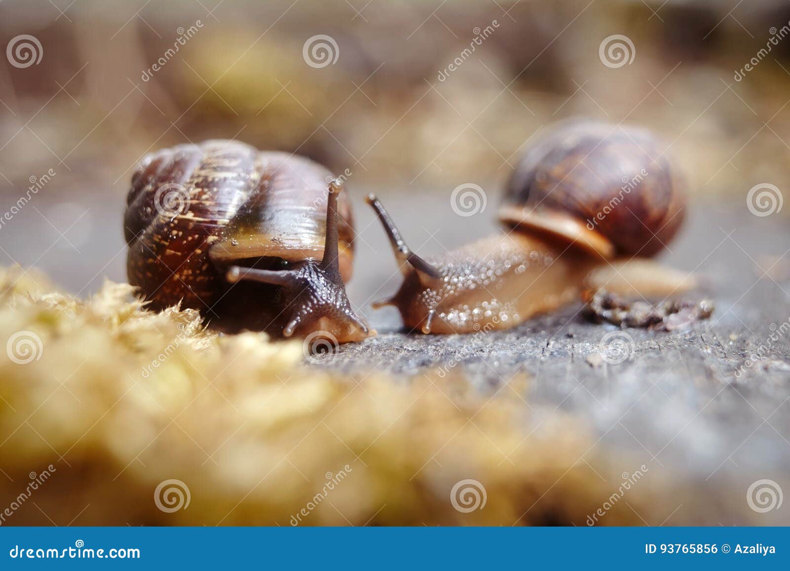 Two little snails. stock photo. Image of food, motion - 93765856