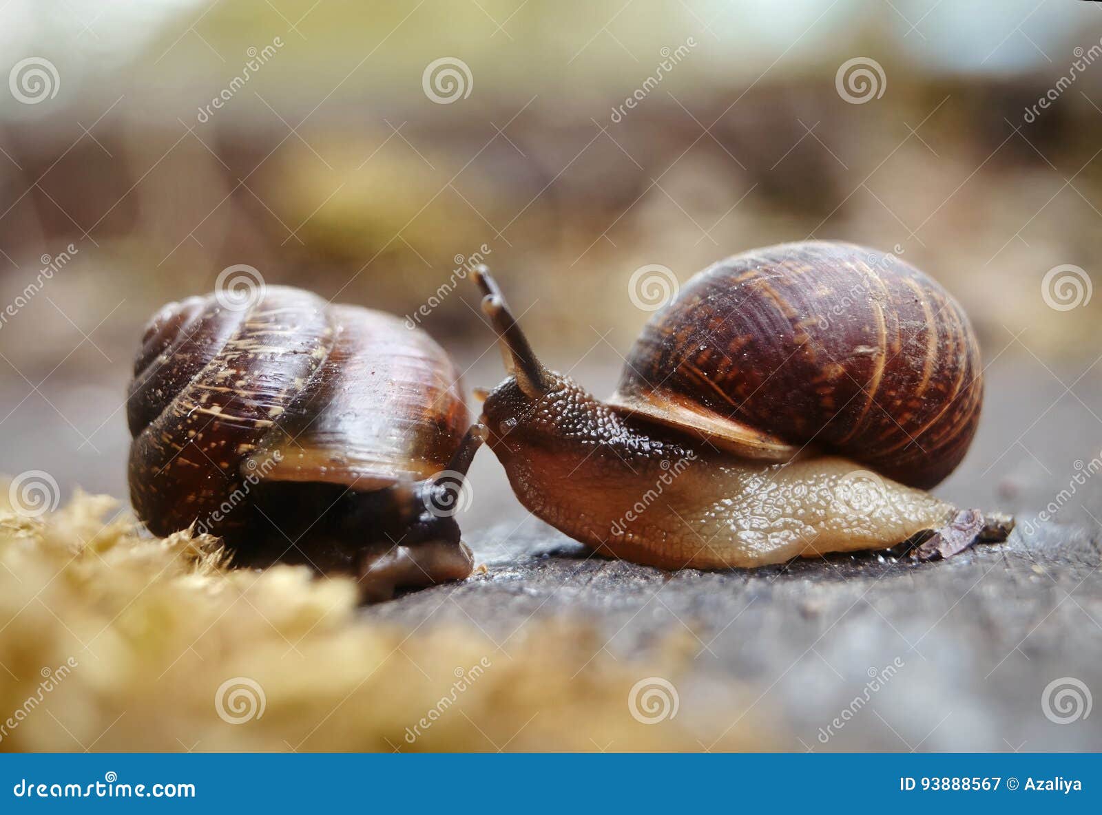 Two little snails. stock image. Image of horns, food - 93888567