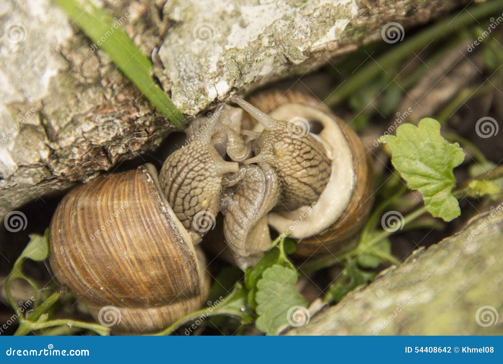 Two Little Snails are on the Nature Stock Photo - Image of gastropods ...