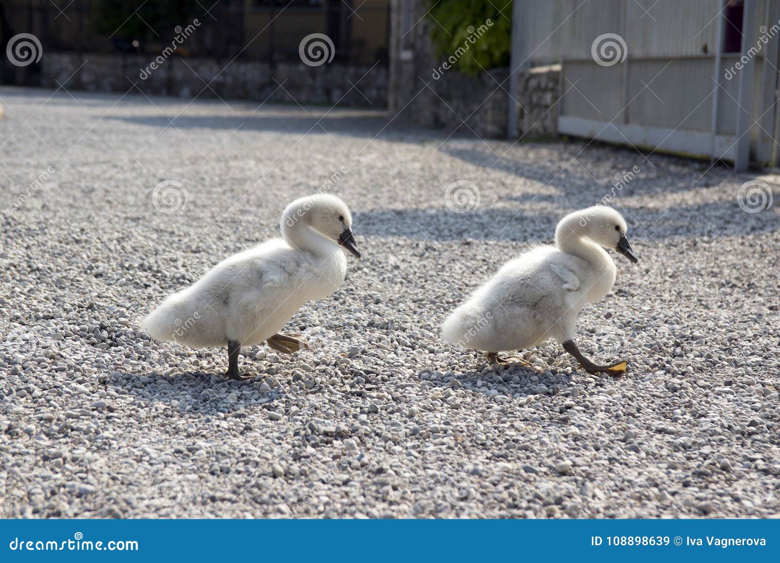 Two Little Swan Children Walking on Stony Path Stock Image - Image of ...