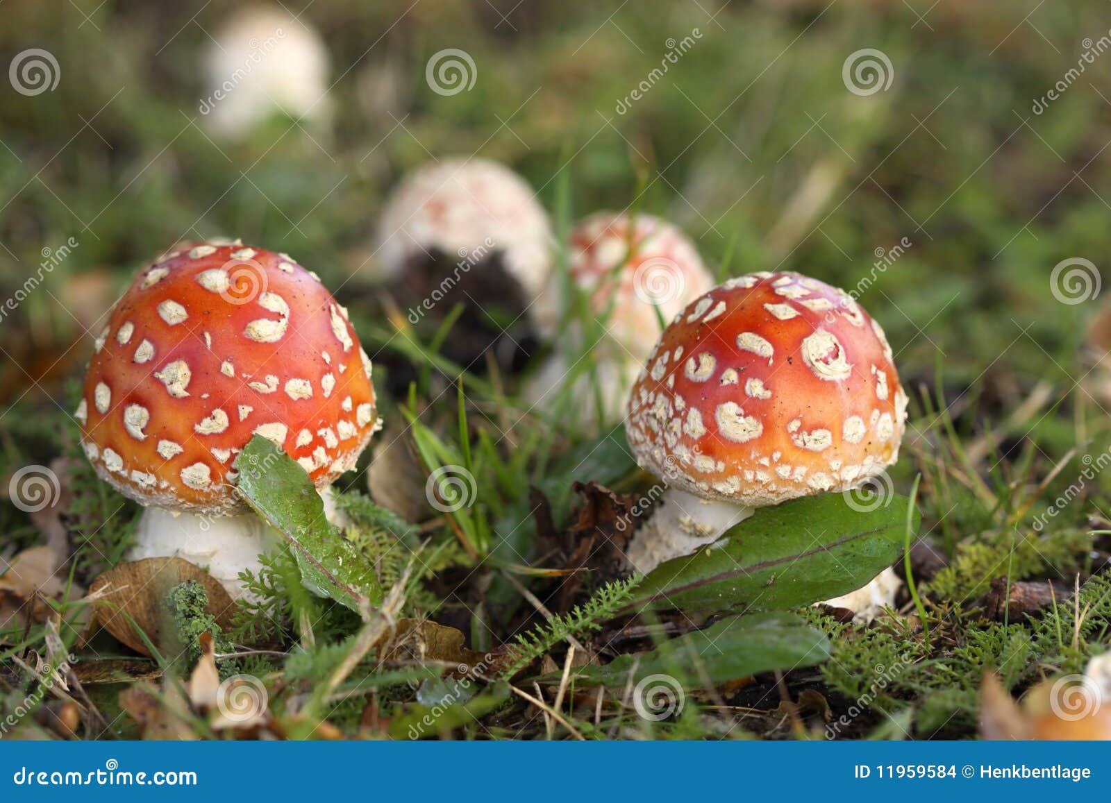 Two Little Toadstools in the Grass Stock Photo - Image of mushroom ...