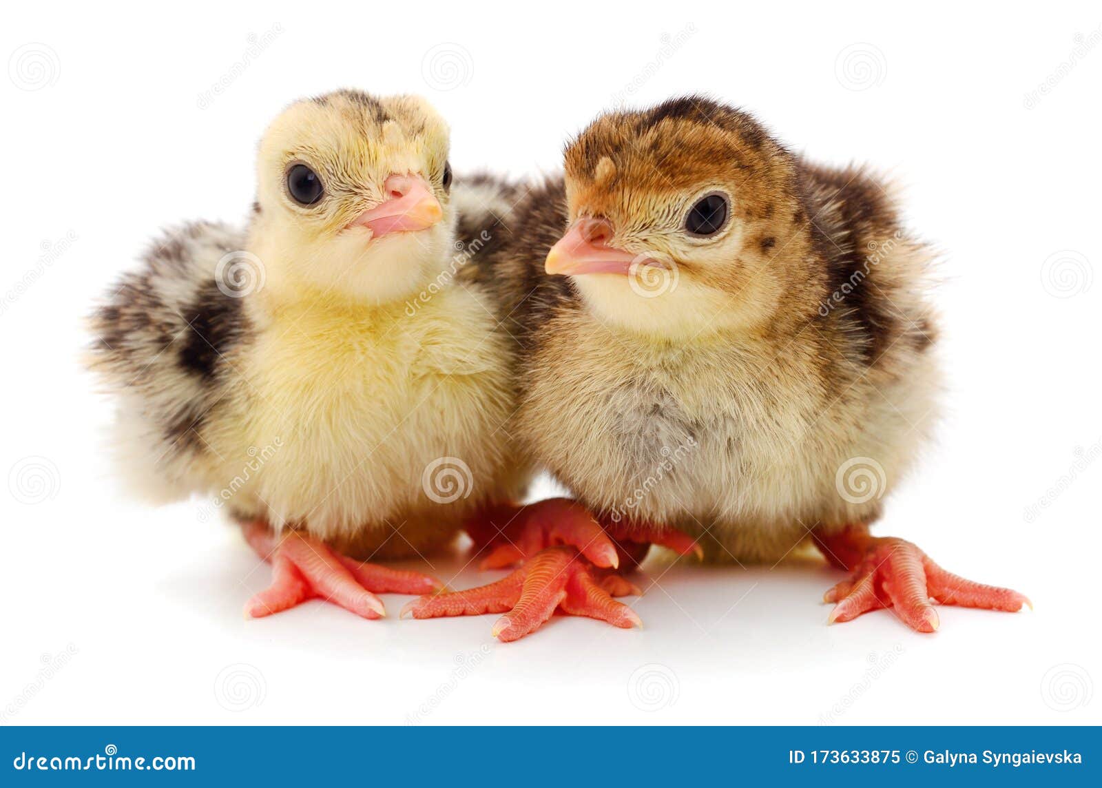Two Little Turkey Birds Isolated Stock Image - Image of turkey ...