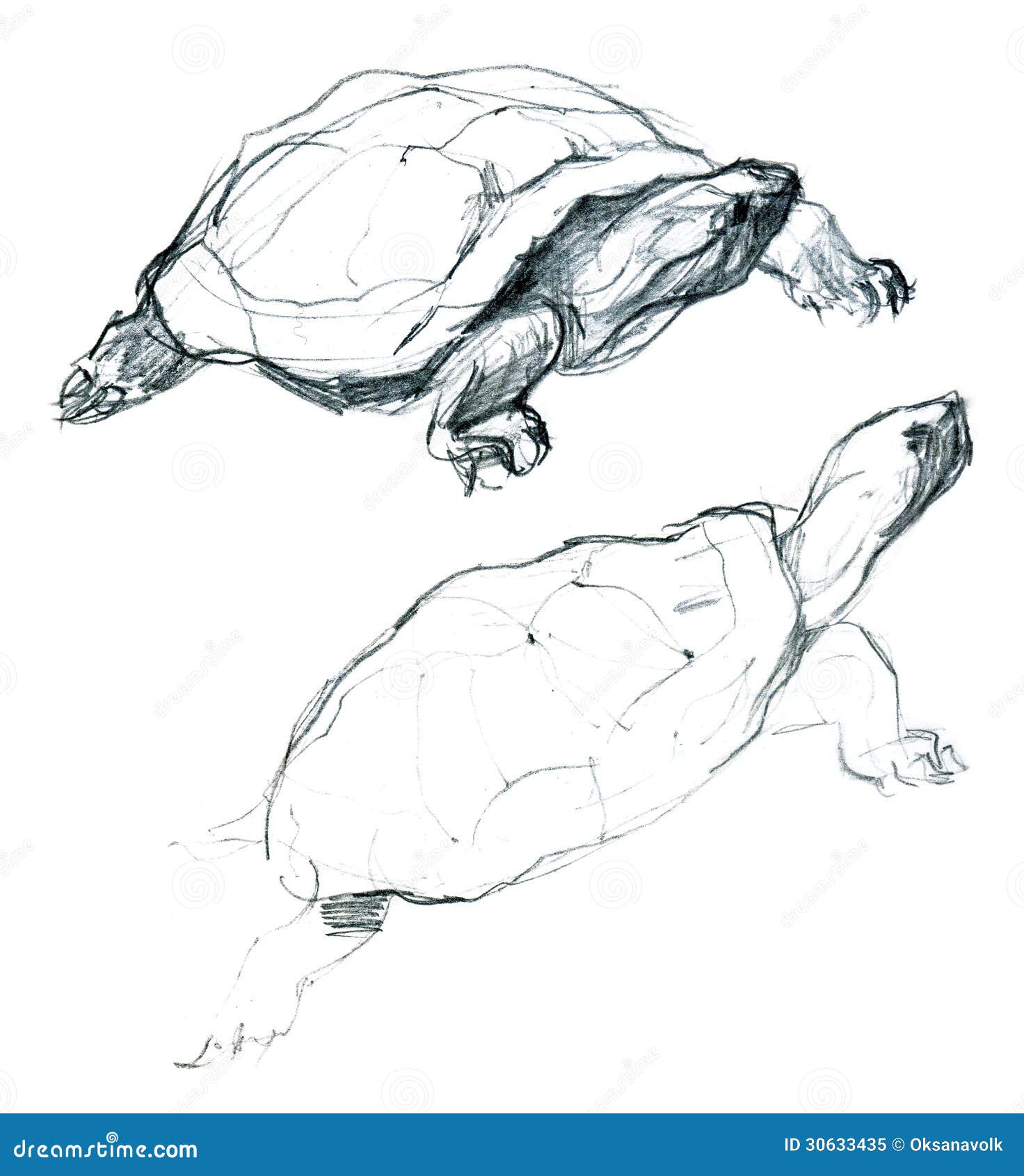 Two Little Turtles Pencil Artistic Sketch Stock Illustration ...