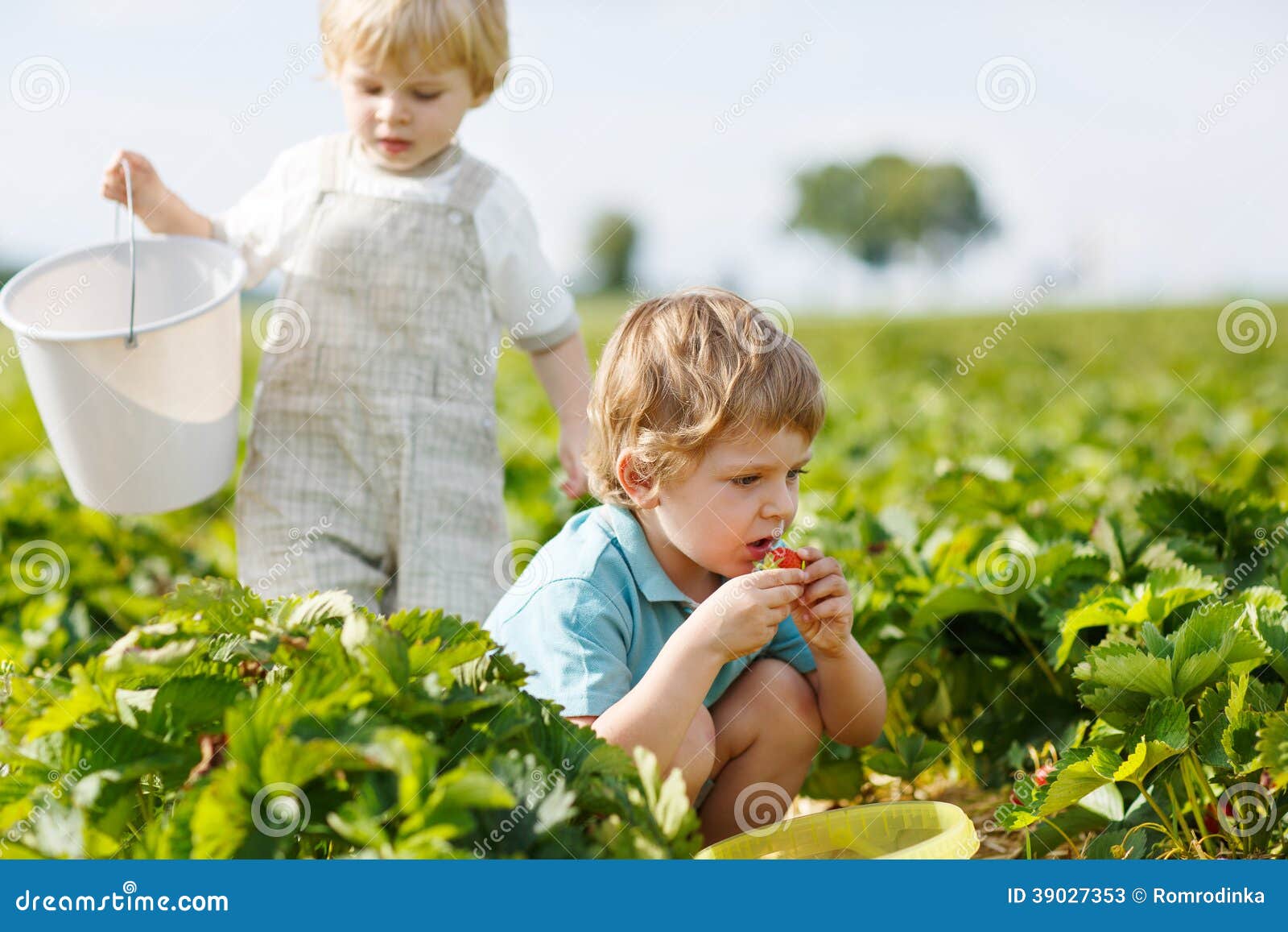 Two Little Twins Boys on Pick a Berry Farm Picking Strawberries Stock ... Two Little Twins Boys on Pick a Berry Farm Picking Strawberries Stock ...
