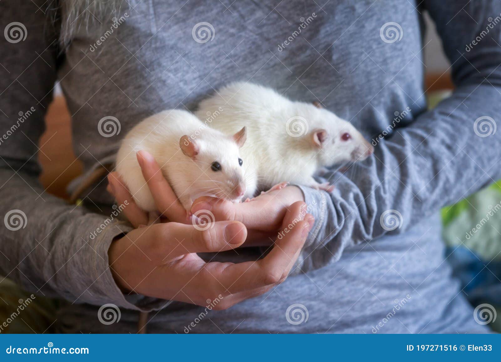 Two little white rats stock photo. Image of friends - 197271516