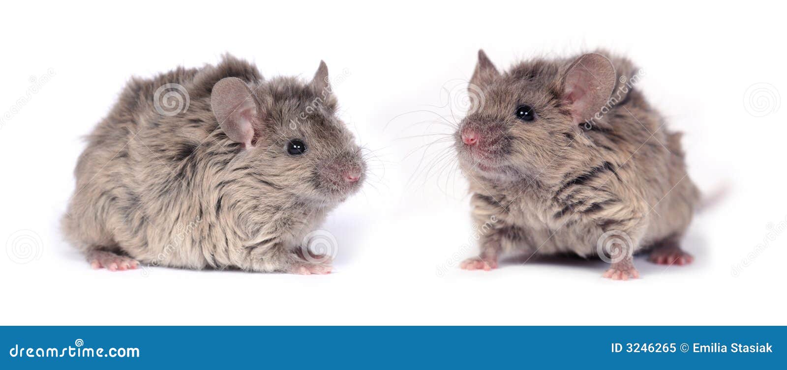 3,563 Wild Mice Photos - Free & Royalty-Free Stock Photos from Dreamstime