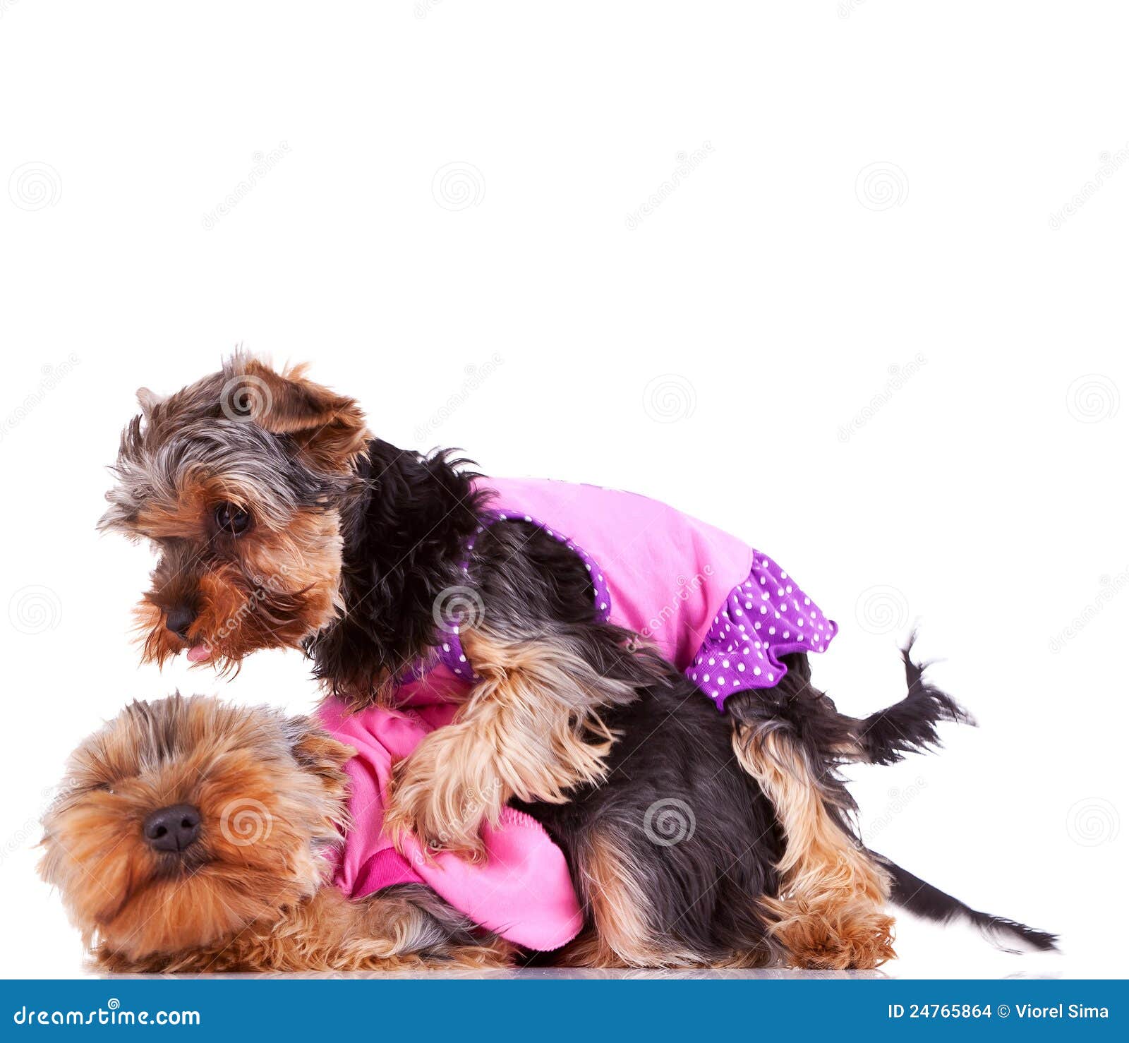 Two Little Yorkshire Puppy Dogs Playing Stock Photo - Image of looking ...
