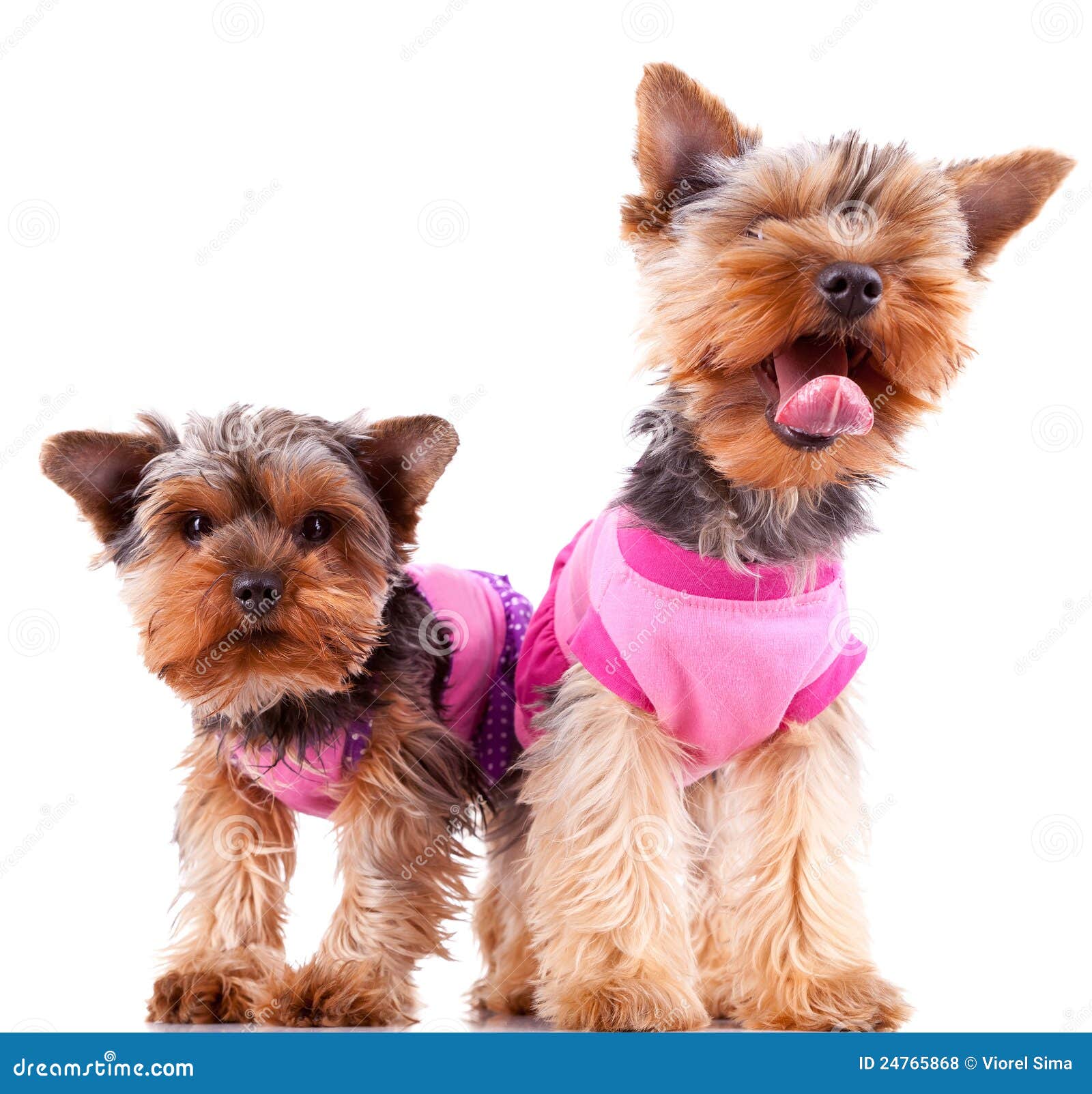 Two Little Yorkshire Puppy Dogs Playing Stock Photo - Image of ...