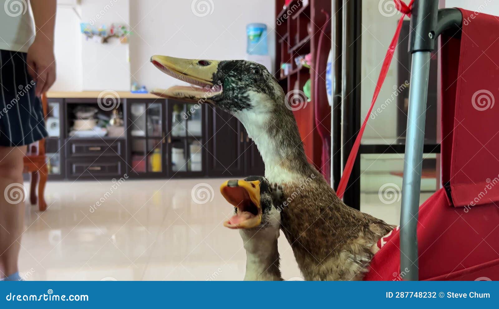 Two Lively Big Blue-headed Ducks Stock Footage - Video of bird ...