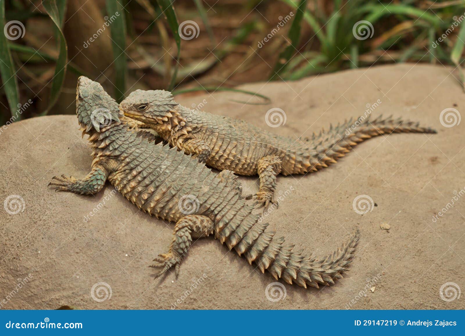Two lizard stock image. Image of rock, friend, couple - 29147219
