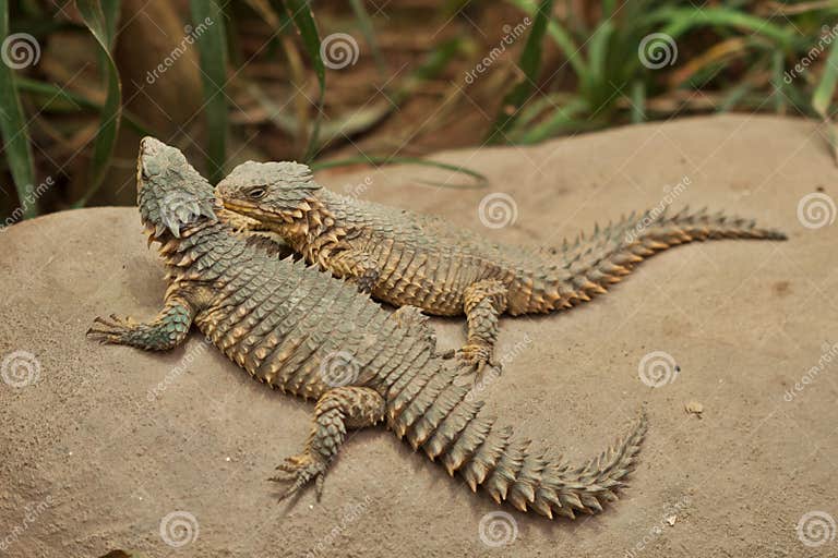 Two lizard stock image. Image of rock, friend, couple - 29147219