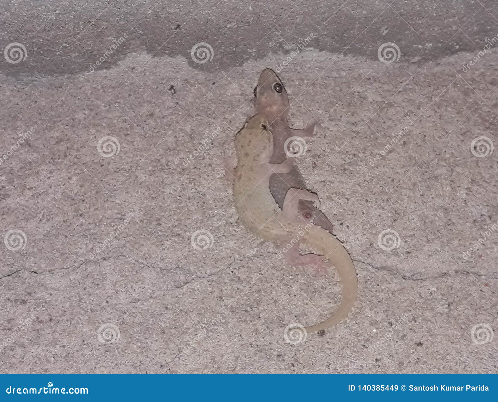Common House Gecko, Lizard Love Each Other and Male Home Lizard with ...