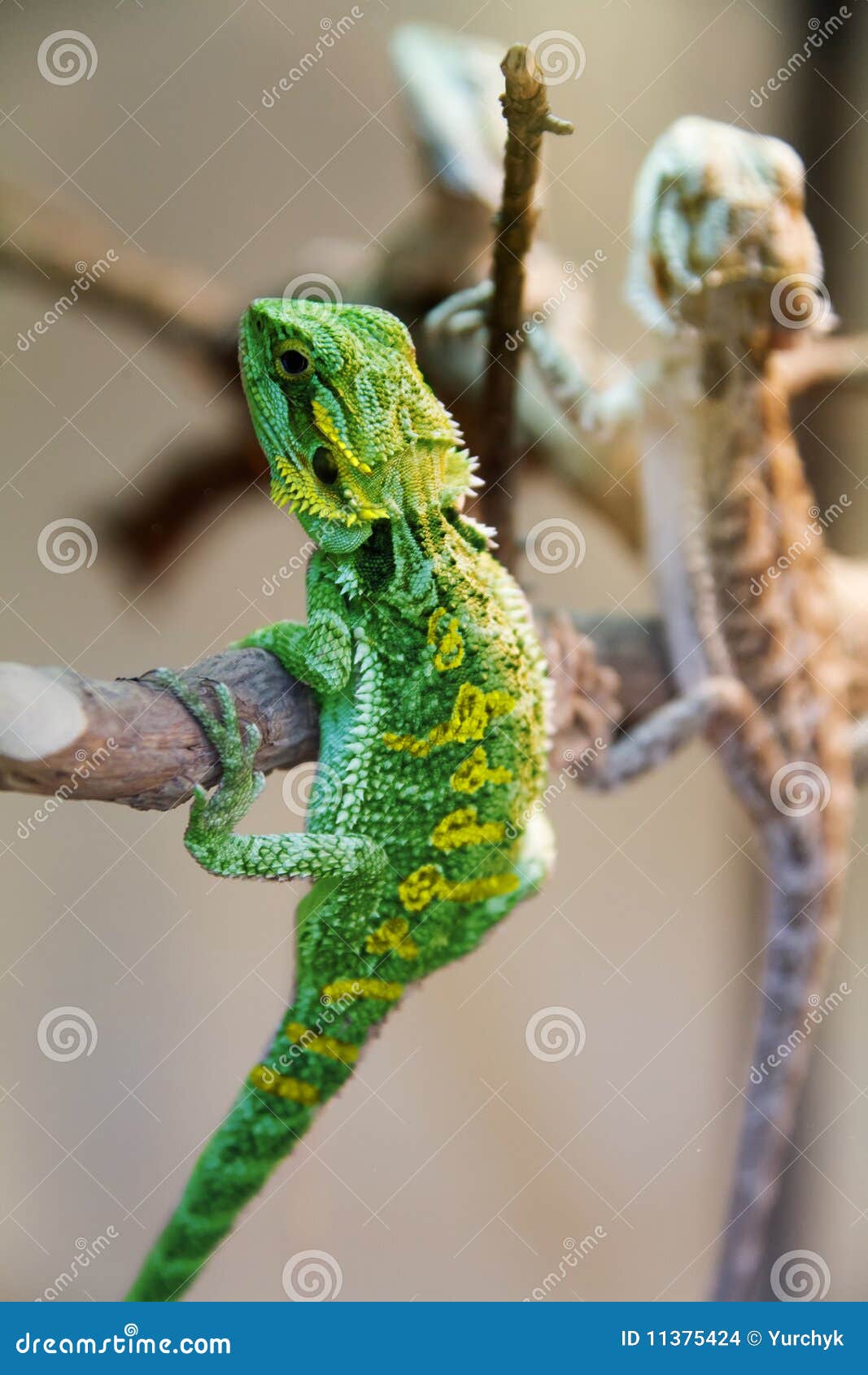 Two lizards stock photo. Image of closeup, detail, skin - 11375424
