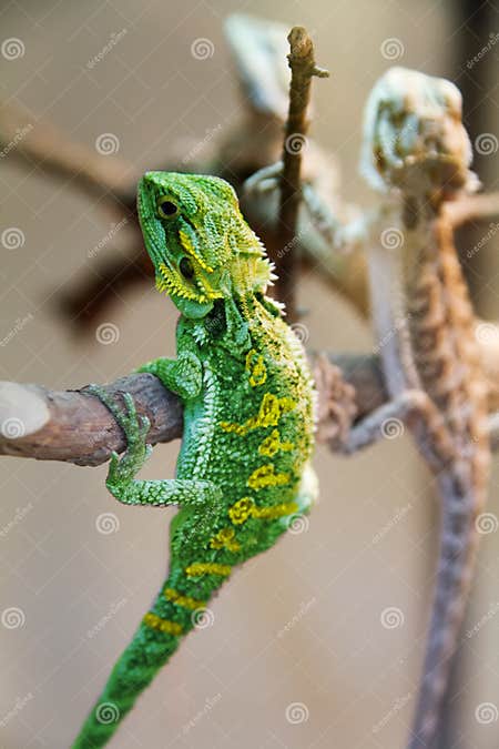 Two lizards stock photo. Image of closeup, detail, skin - 11375424