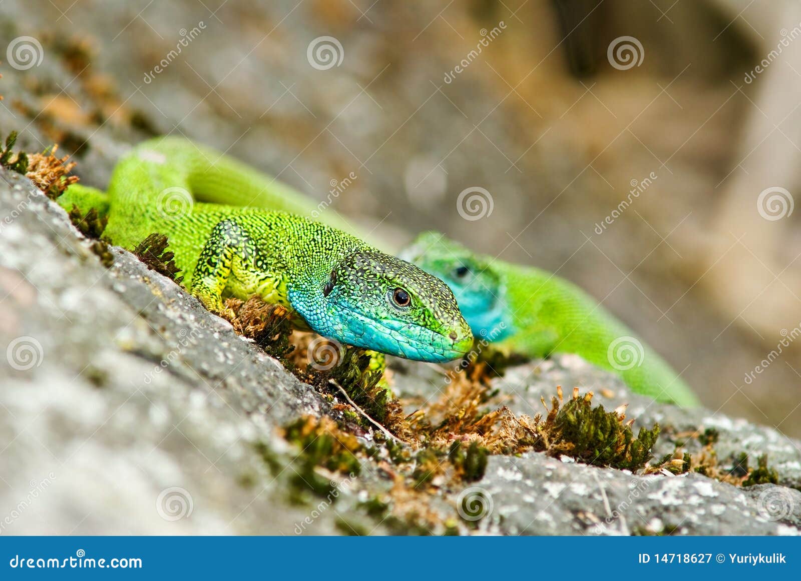 Two lizards stock image. Image of watch, nature, warmth - 14718627