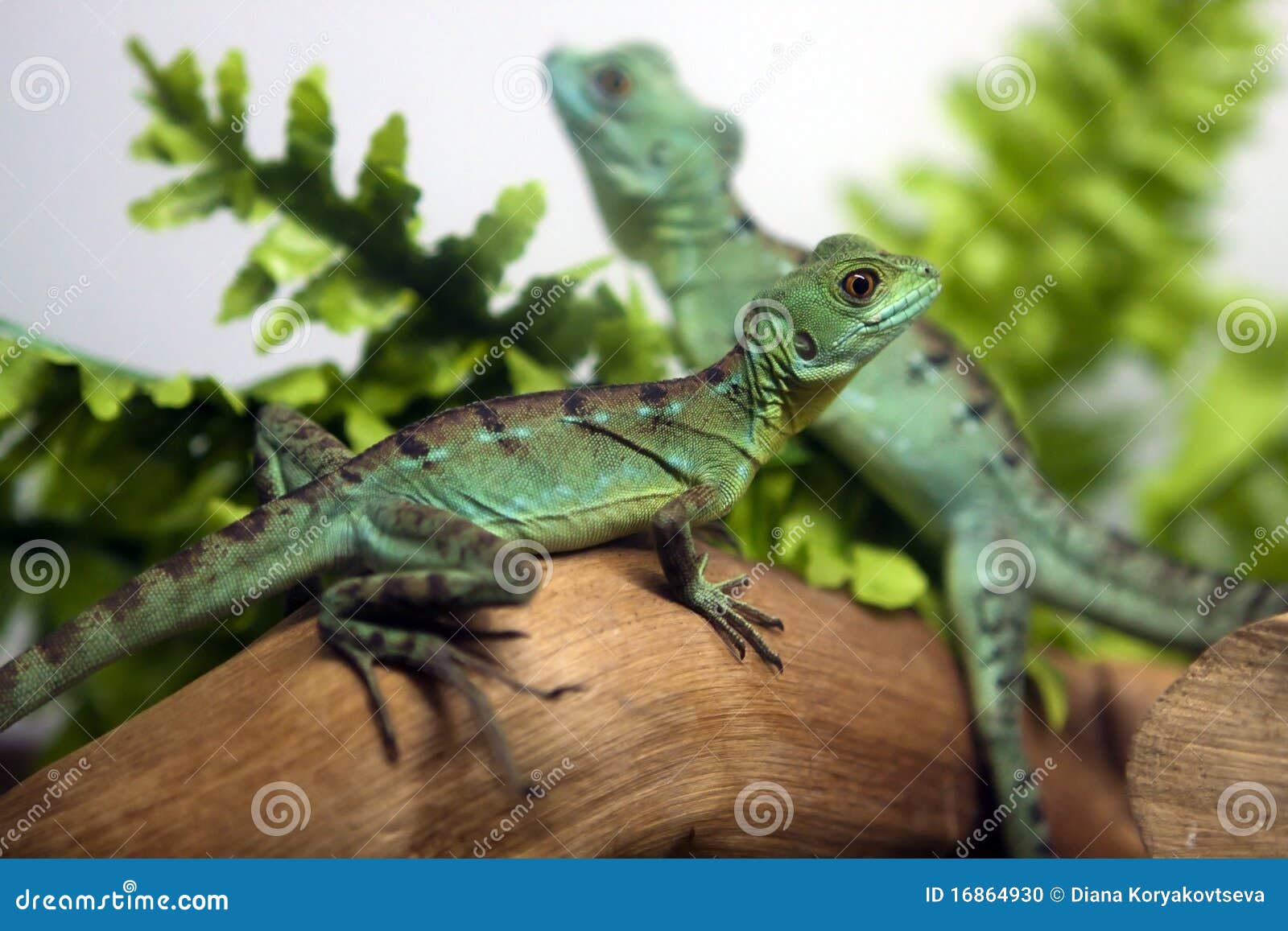 Two lizards stock photo. Image of animals, board, outdoors - 16864930