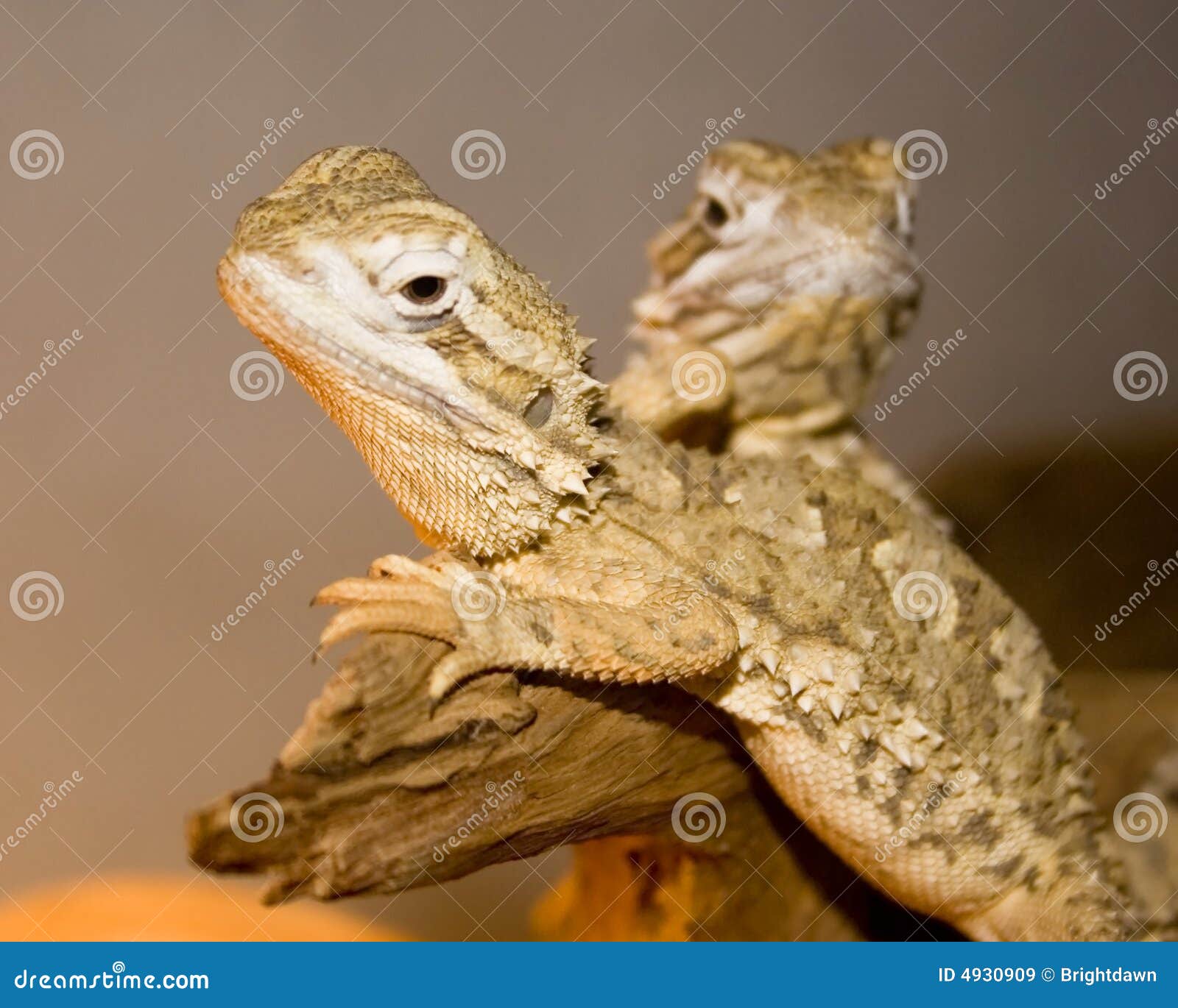 Two Lizards stock image. Image of bearded, nature, henrylawsoni - 4930909