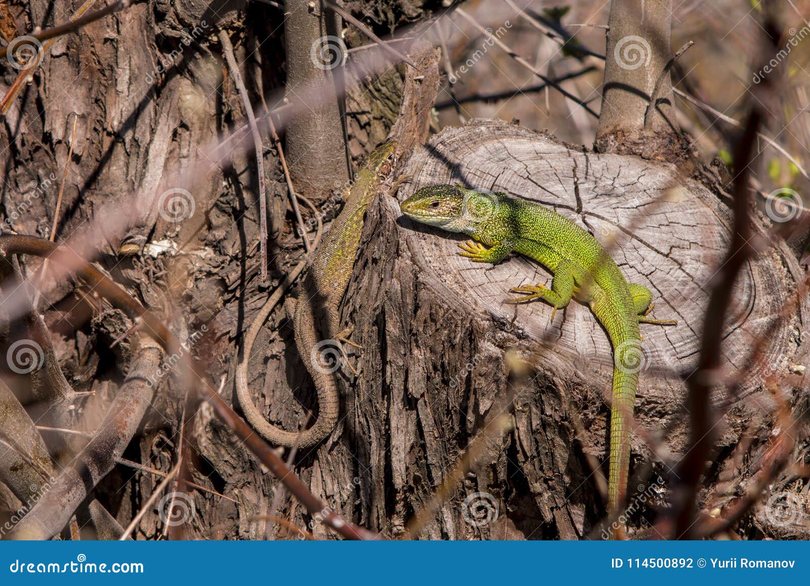 Two Lizards Bask in the Sun on a Stump Stock Photo - Image of park ...