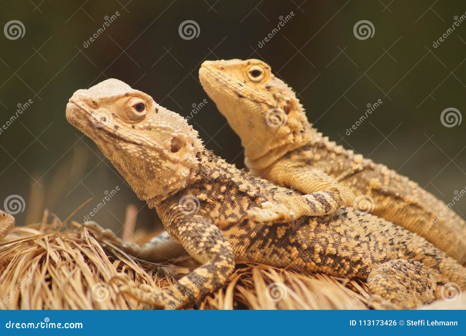 Two Lizards Cuddling on Grass Stock Photo - Image of yellow, elegantly ...