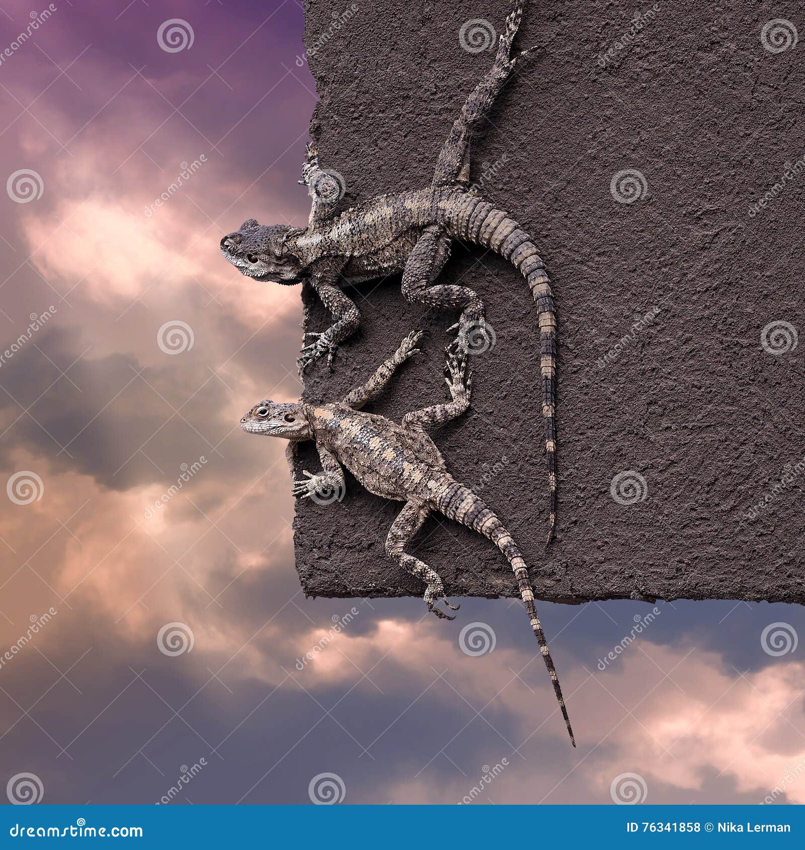 Two Lizards on the Edge of the Roof Stock Photo - Image of wild, animal ...