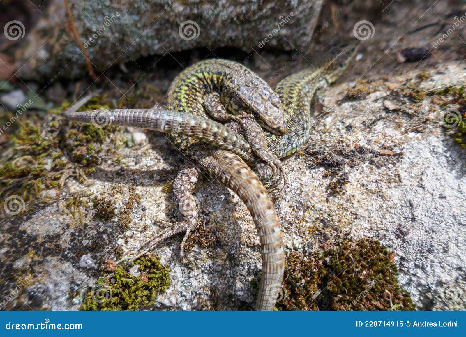 Two Lizards Fighting and Biting Each Other. Natural Combat. Teeth ...