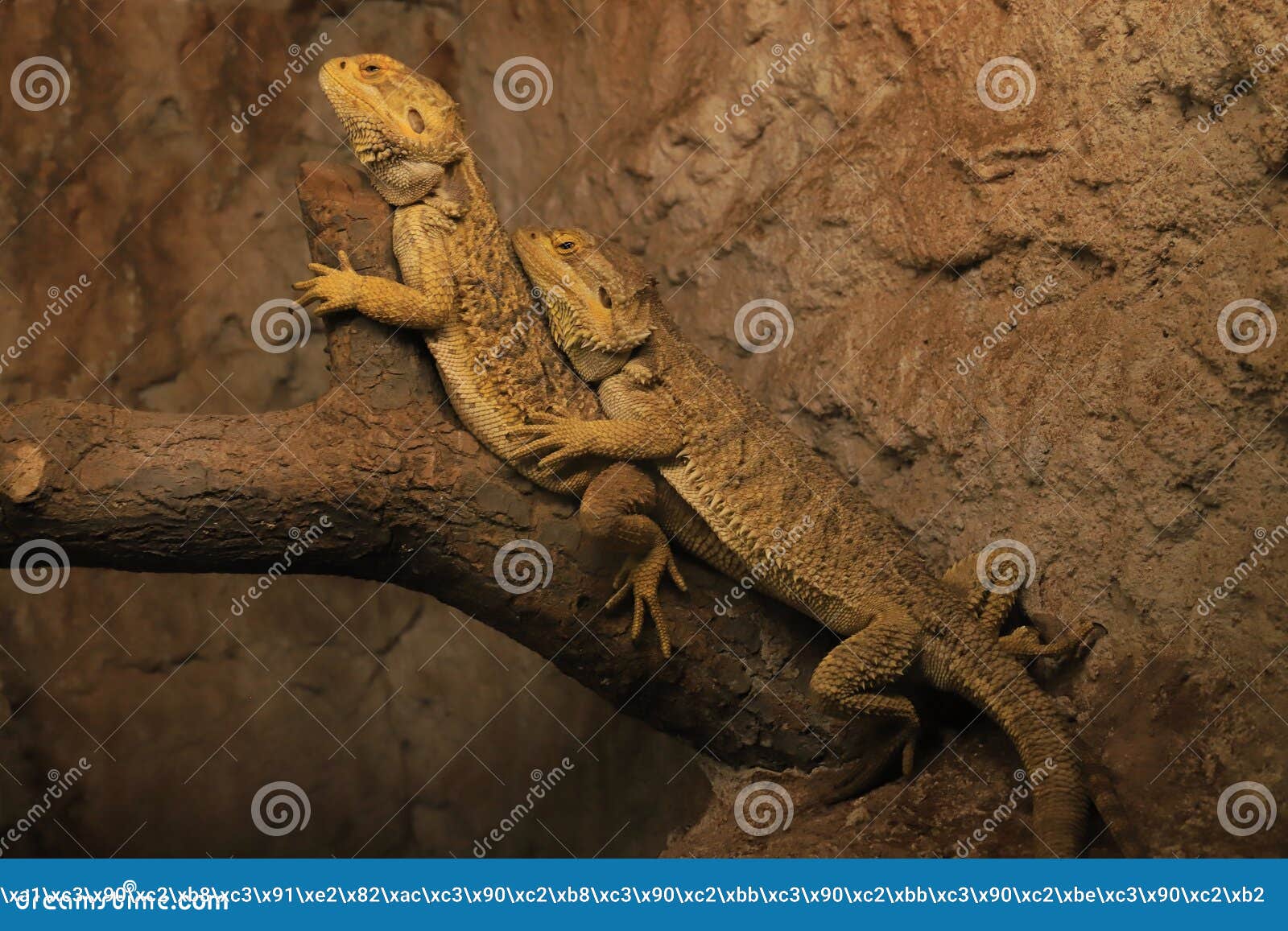 Two lizards hug each other stock image. Image of nature - 166684097