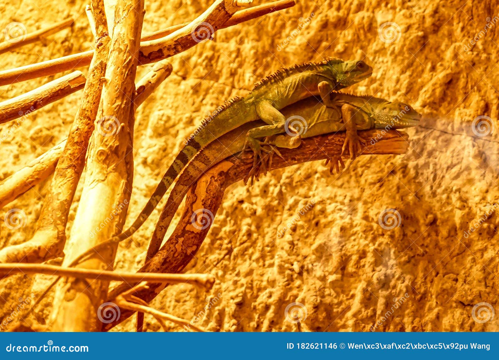 Two Lizards Mating on a Branch Stock Photo - Image of wallpaper, wood ...
