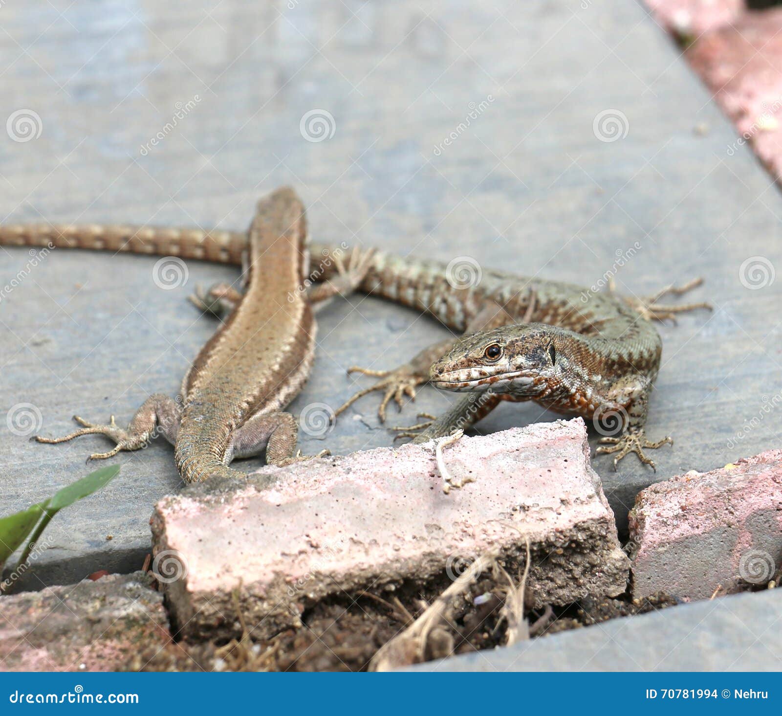Two lizards stock photo. Image of tail, enemy, brown - 70781994