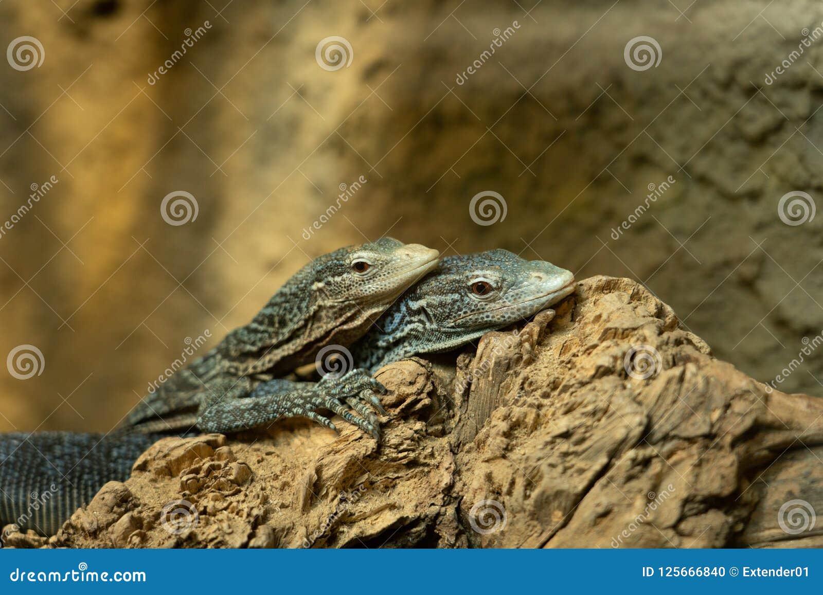 Two Lizards Resting on Rock and Hugging Stock Photo - Image of ...