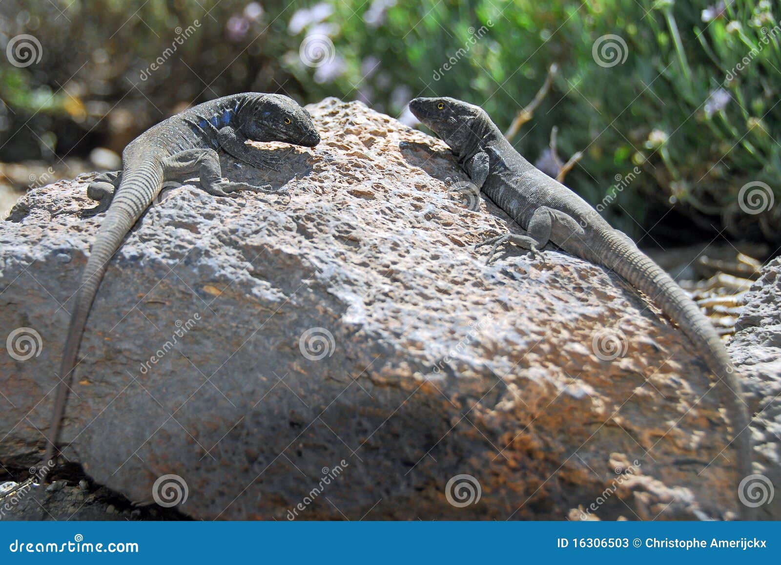 Two lizards in Tenerife stock image. Image of wild, closeup - 16306503