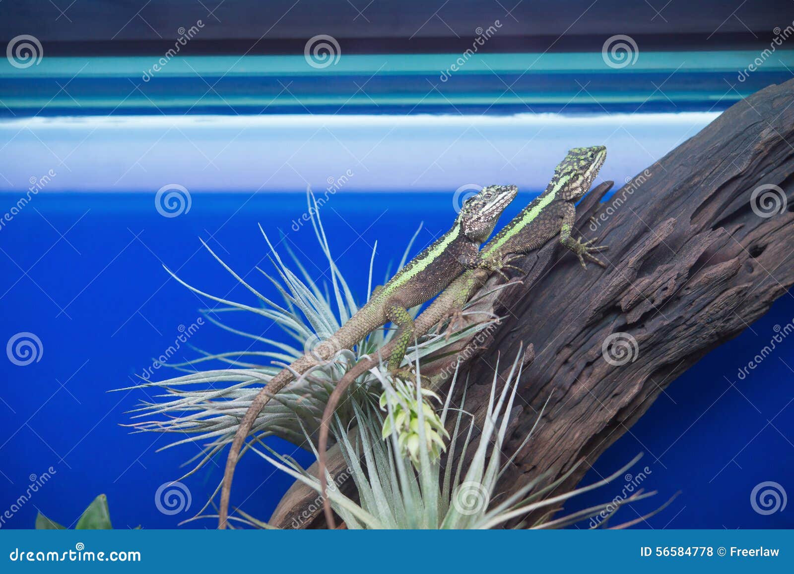 Two lizards on tree stock photo. Image of lizard, tree - 56584778