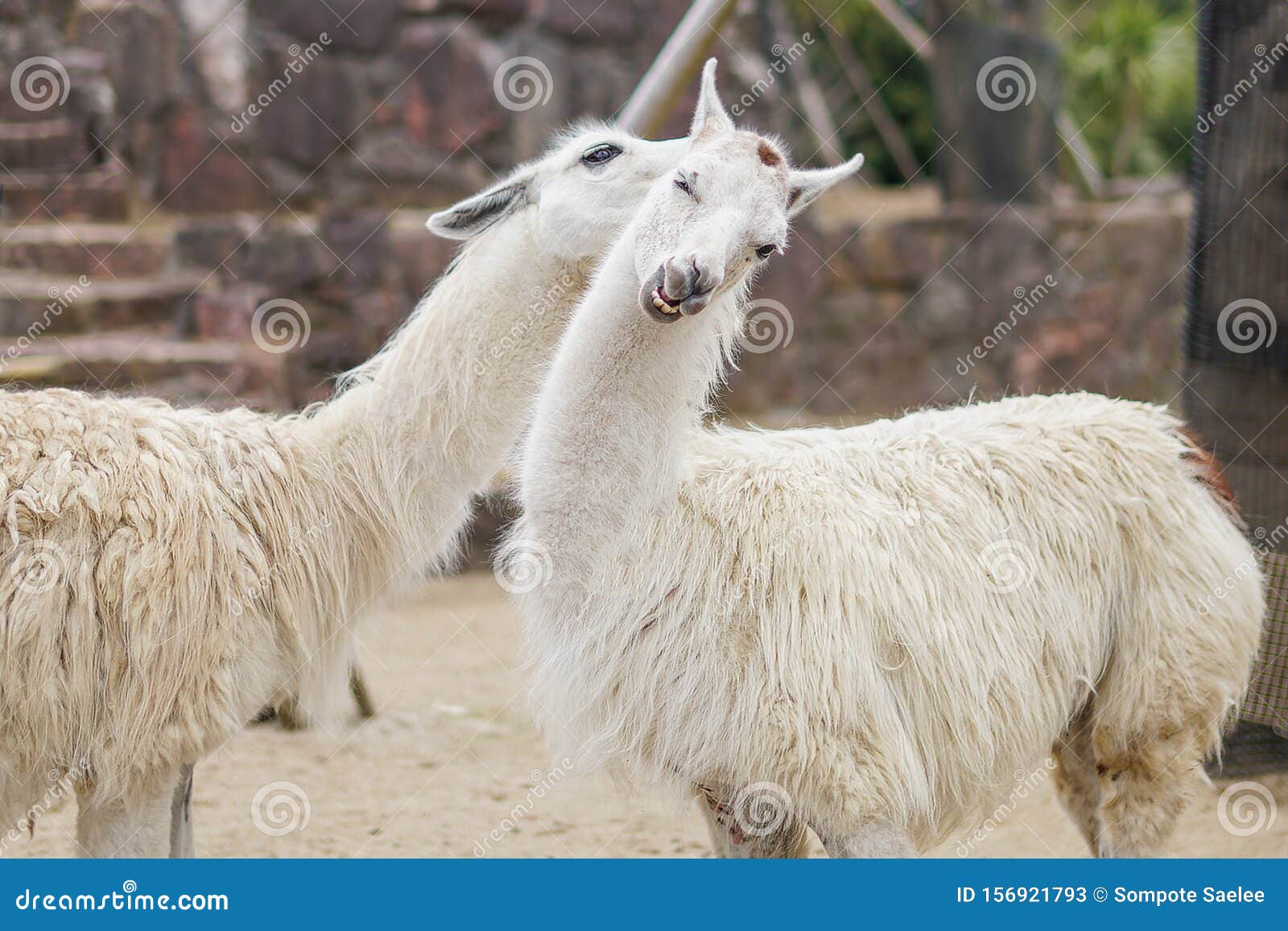 Two :Llama Lama Playing Together Stock Image - Image of izujapan ...