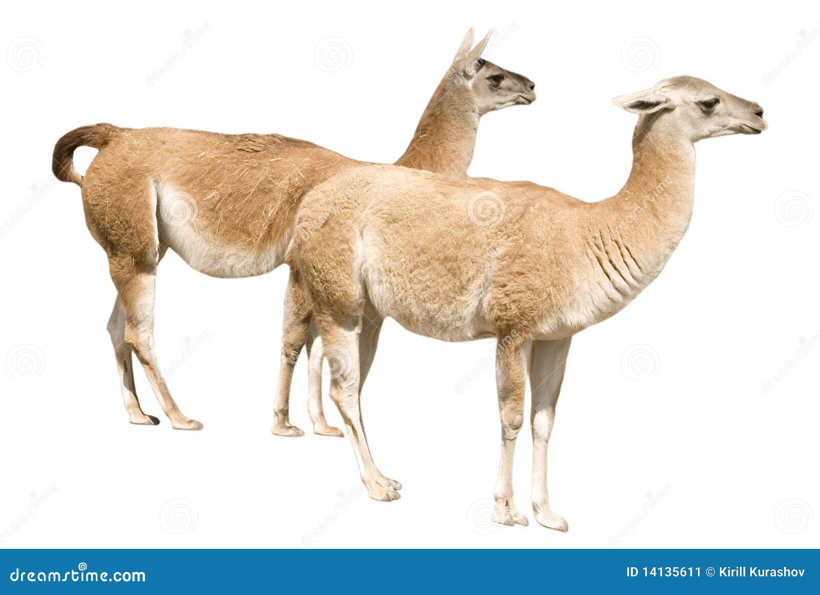Two llamas stock image. Image of lama, american, wild - 14135611
