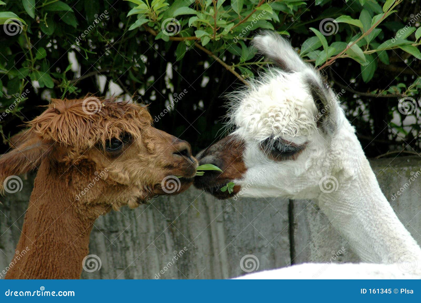 Lama Dieren Afbeeldingen Plaatjes