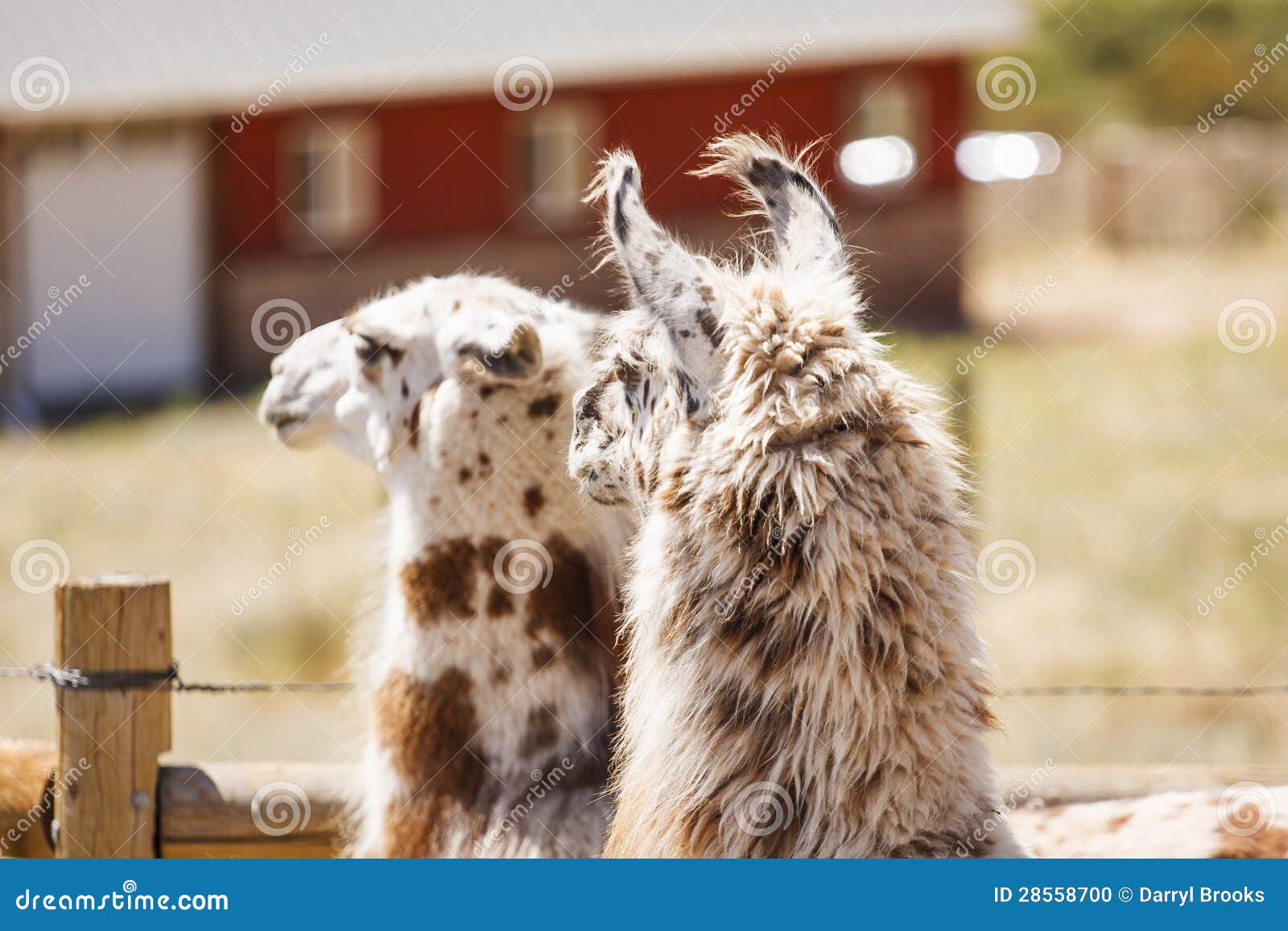 Two Llamas Looking Toward Barn Stock Photo - Image of fence, alpaca ...