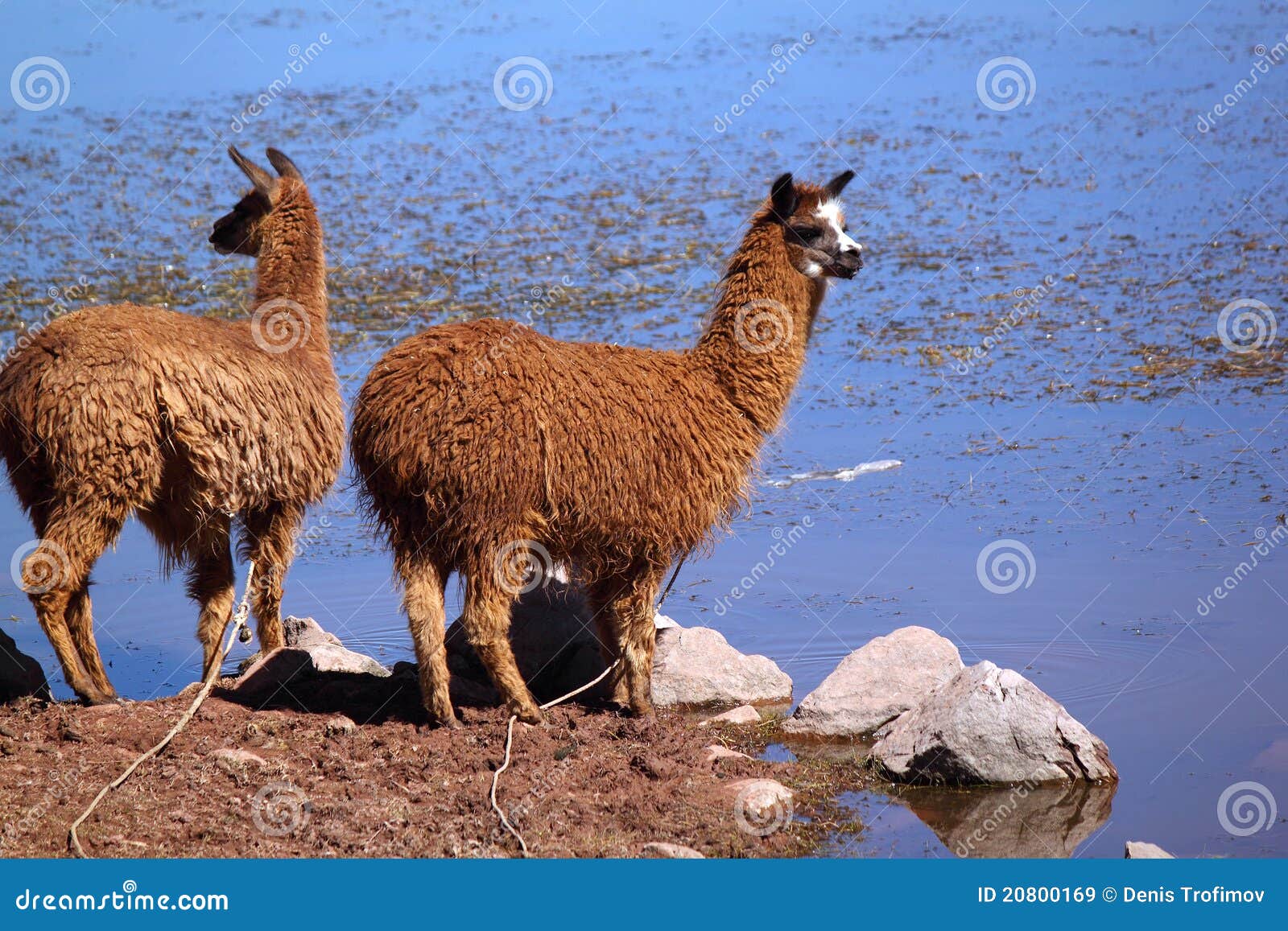 Two llamas near water stock image. Image of lama, standing - 20800169