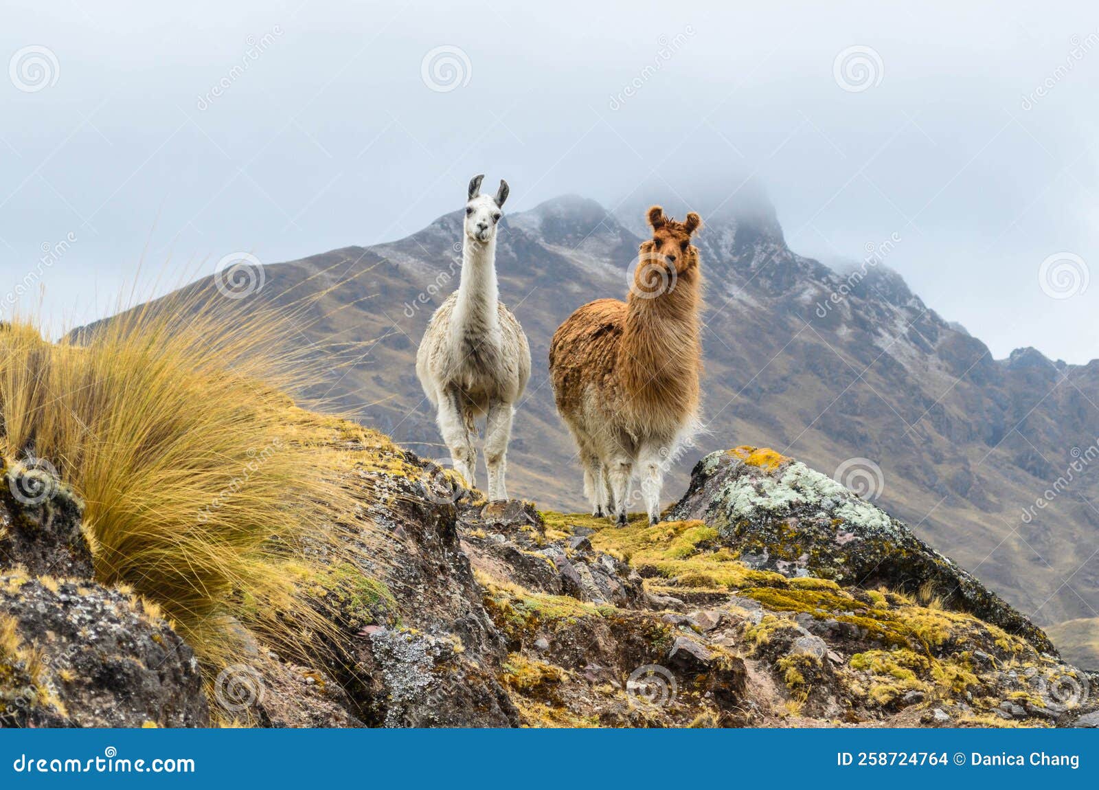 Two Llamas Standing on a Ridge in Front of a Mountain Stock Photo ...