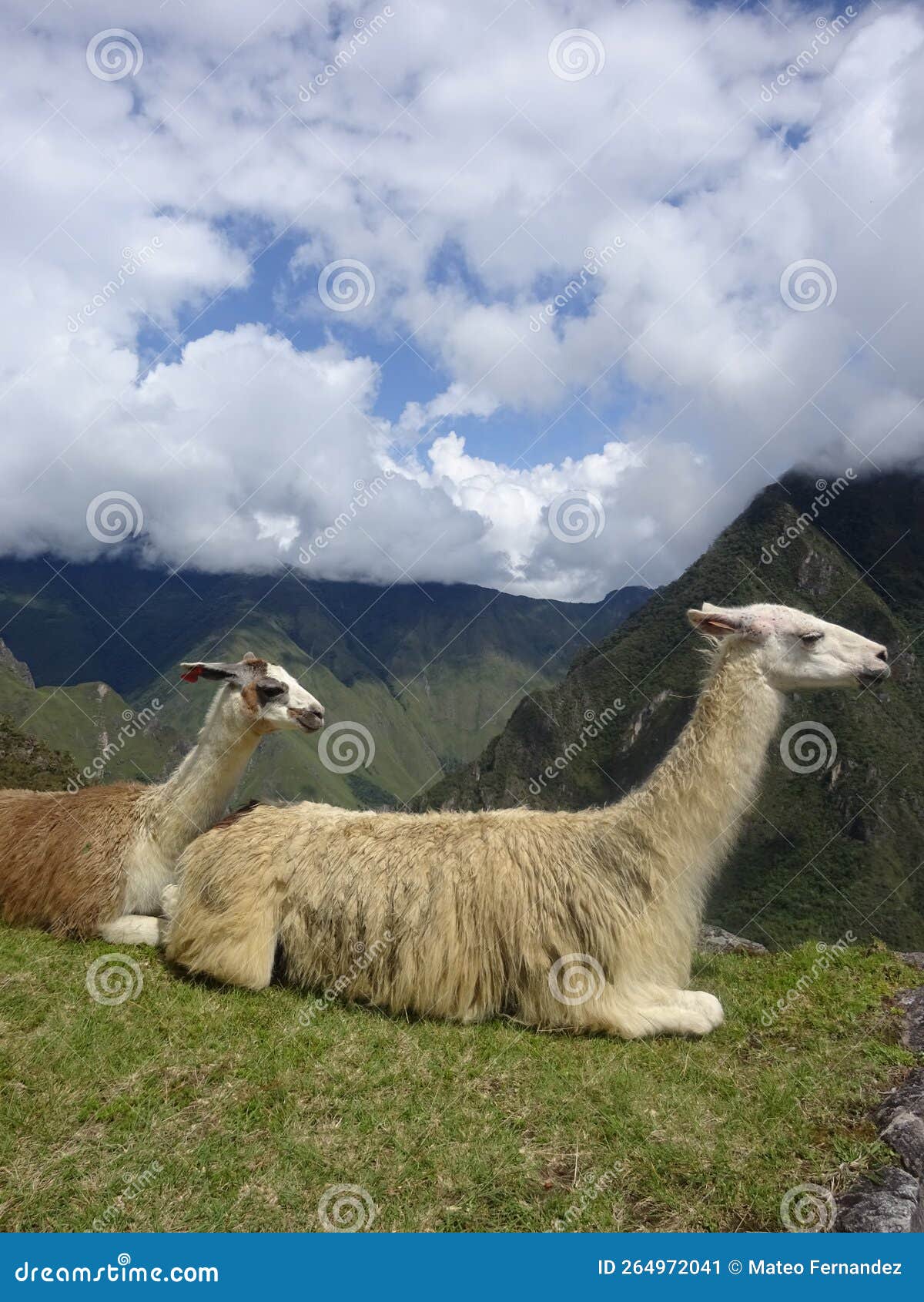 Two llamas stock image. Image of wathcing, pasture, goat - 264972041