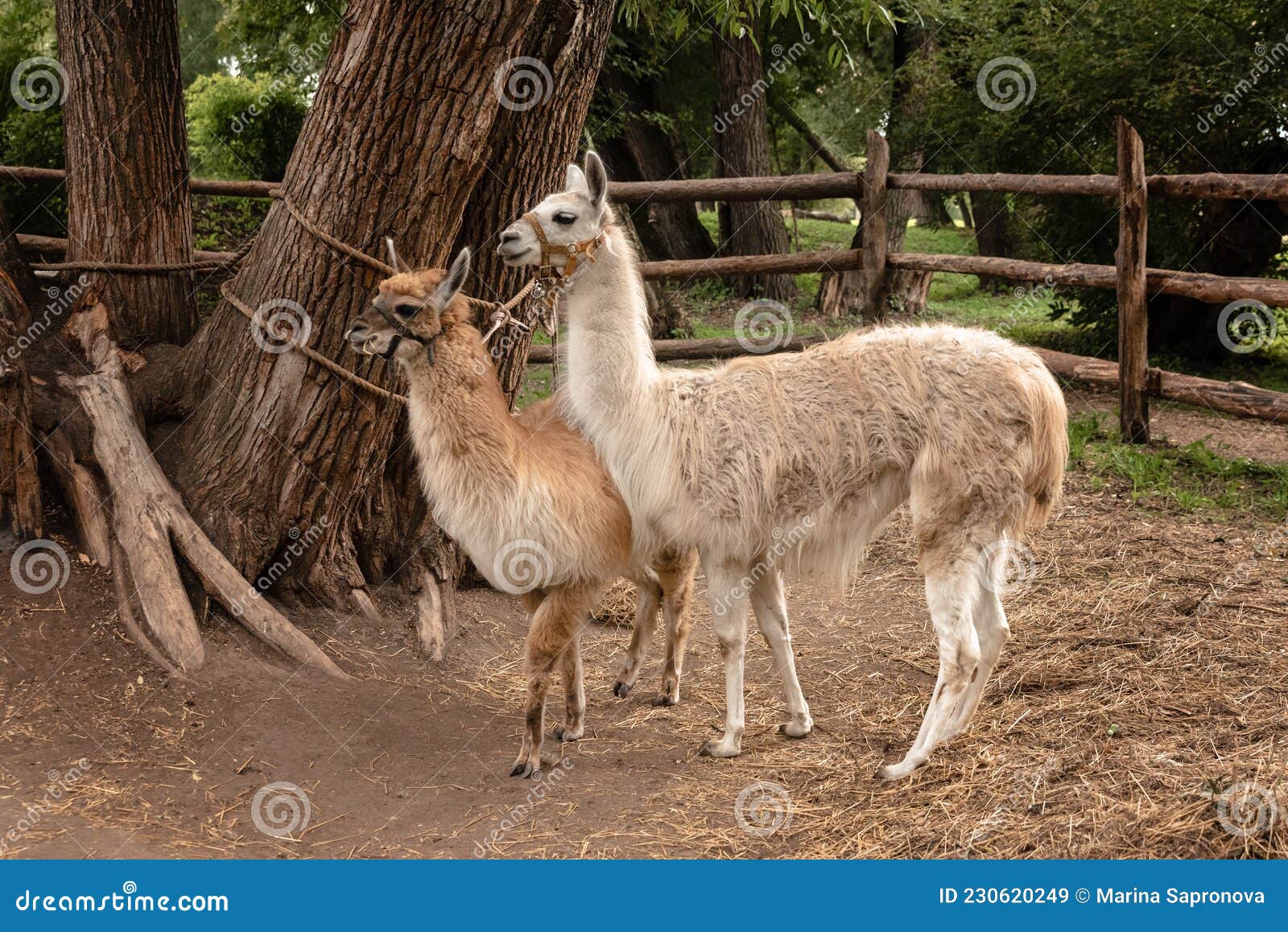 Two Llamas Walk in the Zoo in the Summer Stock Image - Image of hair ...