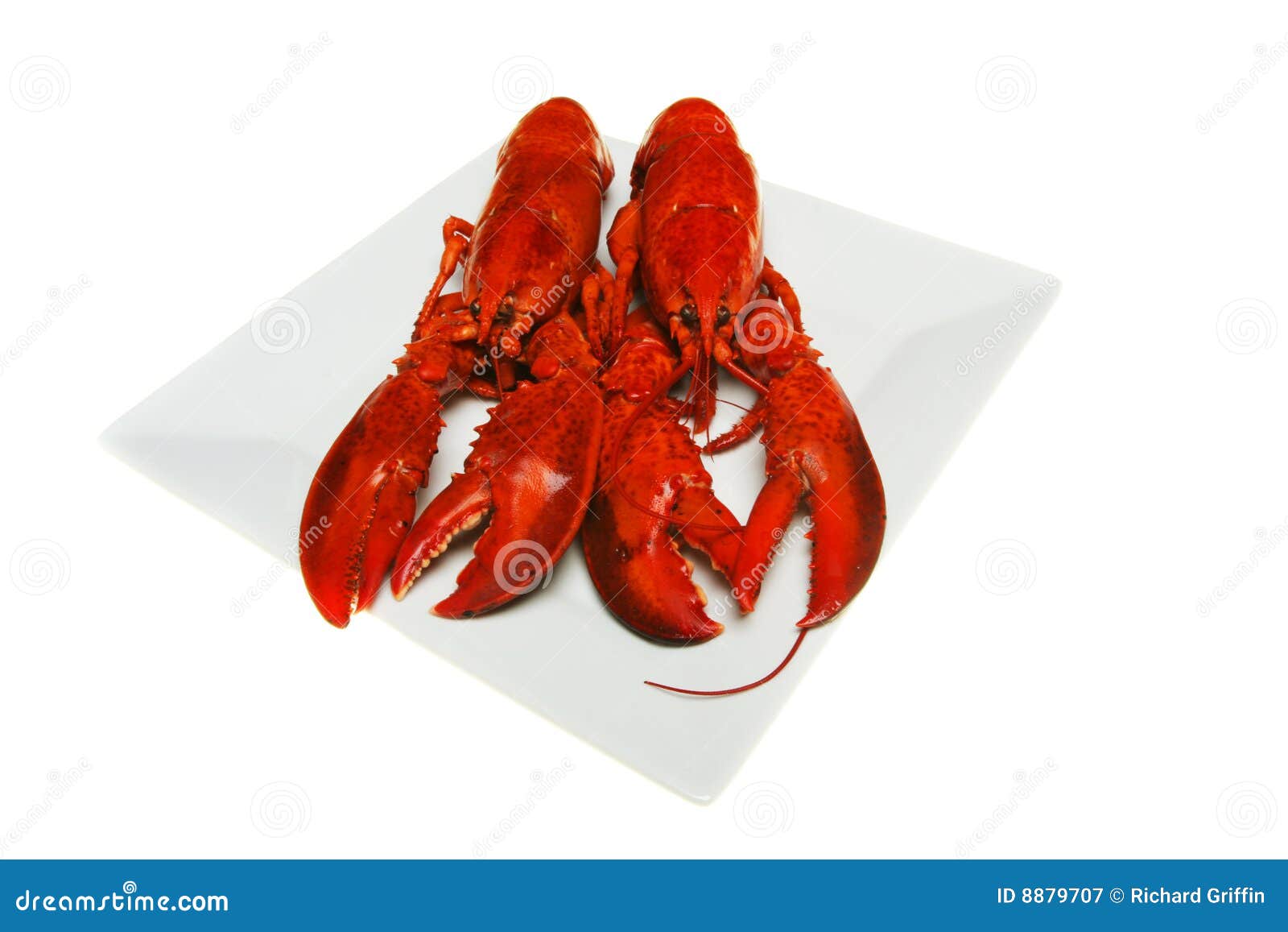 Two lobsters stock image. Image of shell, claw, isolated - 8879707
