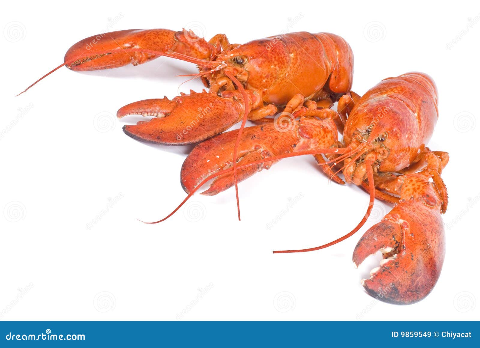 Two Lobsters stock image. Image of prepared, macro, boiled - 9859549