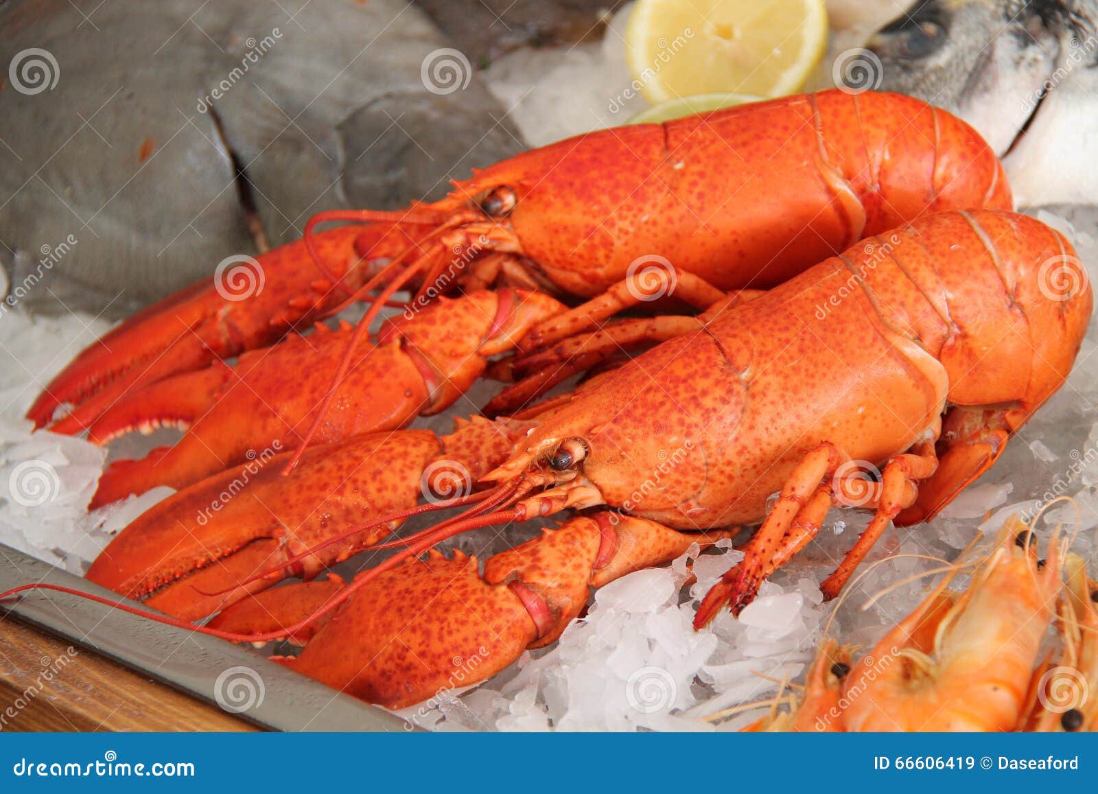 Two Lobsters. stock image. Image of market, marine, crustacean - 66606419