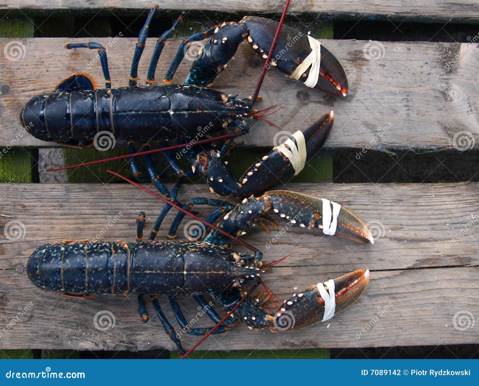 Two Lobsters at Food Market Stock Photo - Image of cooking, chef: 7089142