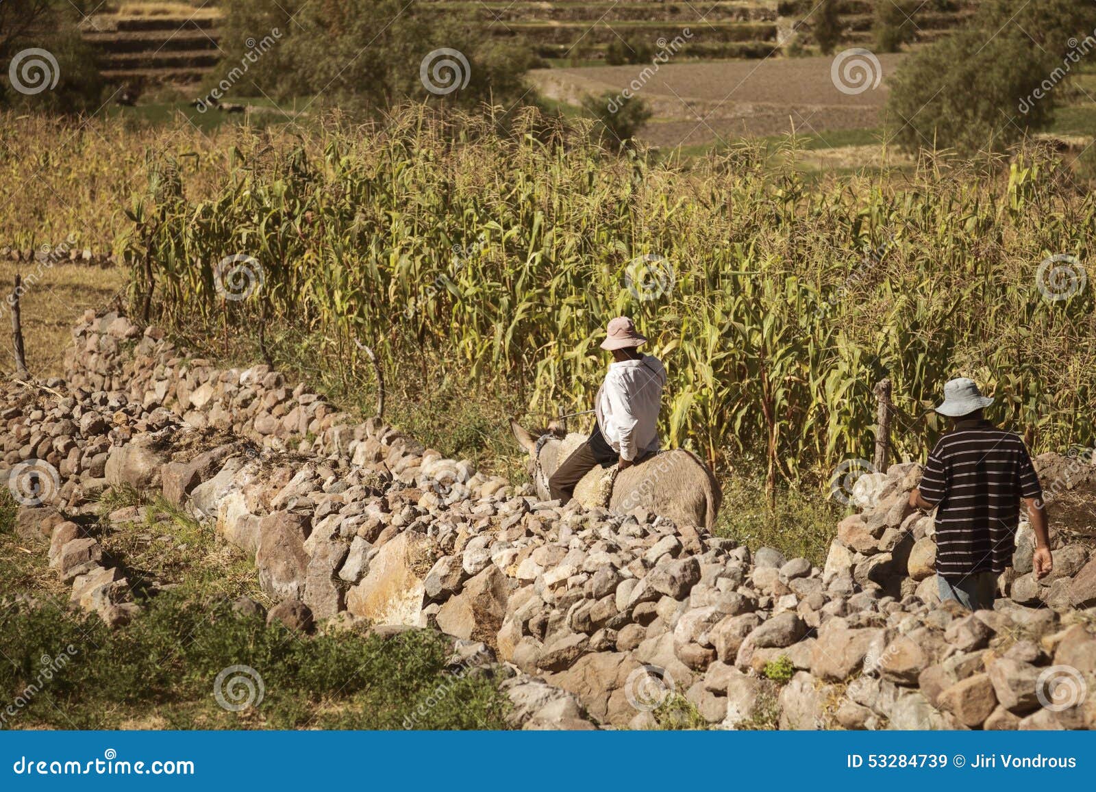 Donkey And The Corn Royalty-Free Stock Photography | CartoonDealer.com ...
