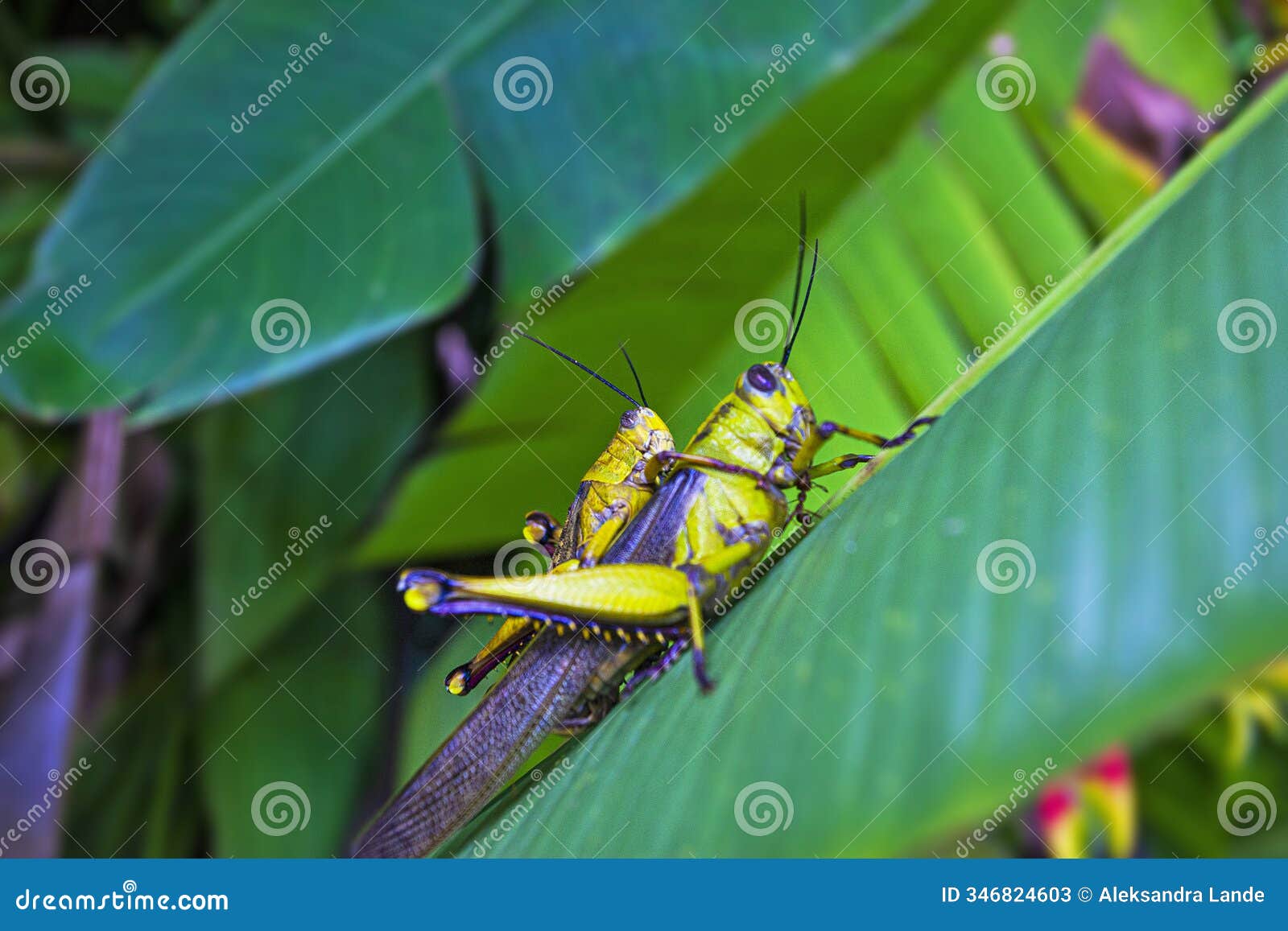 Two Locust Mating , on the Exotic Plant Stock Image - Image of flower ...
