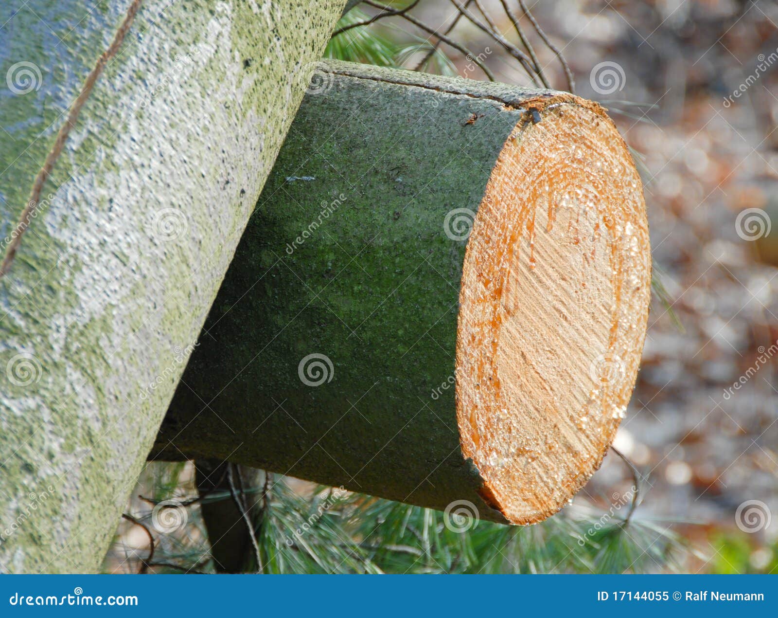 Two logs stock image. Image of wood, ring, wooden, resource - 17144055